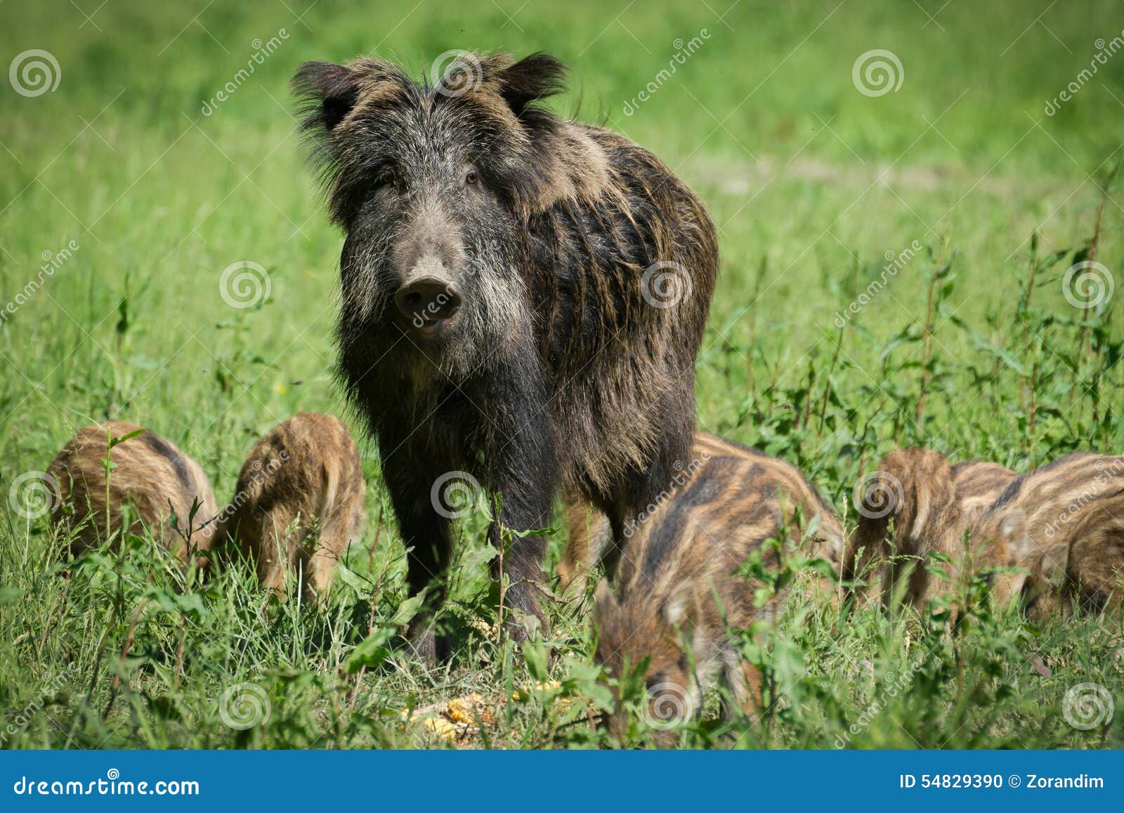 Wild boar family stock photo. Image of fear, animal, creature - 54829390