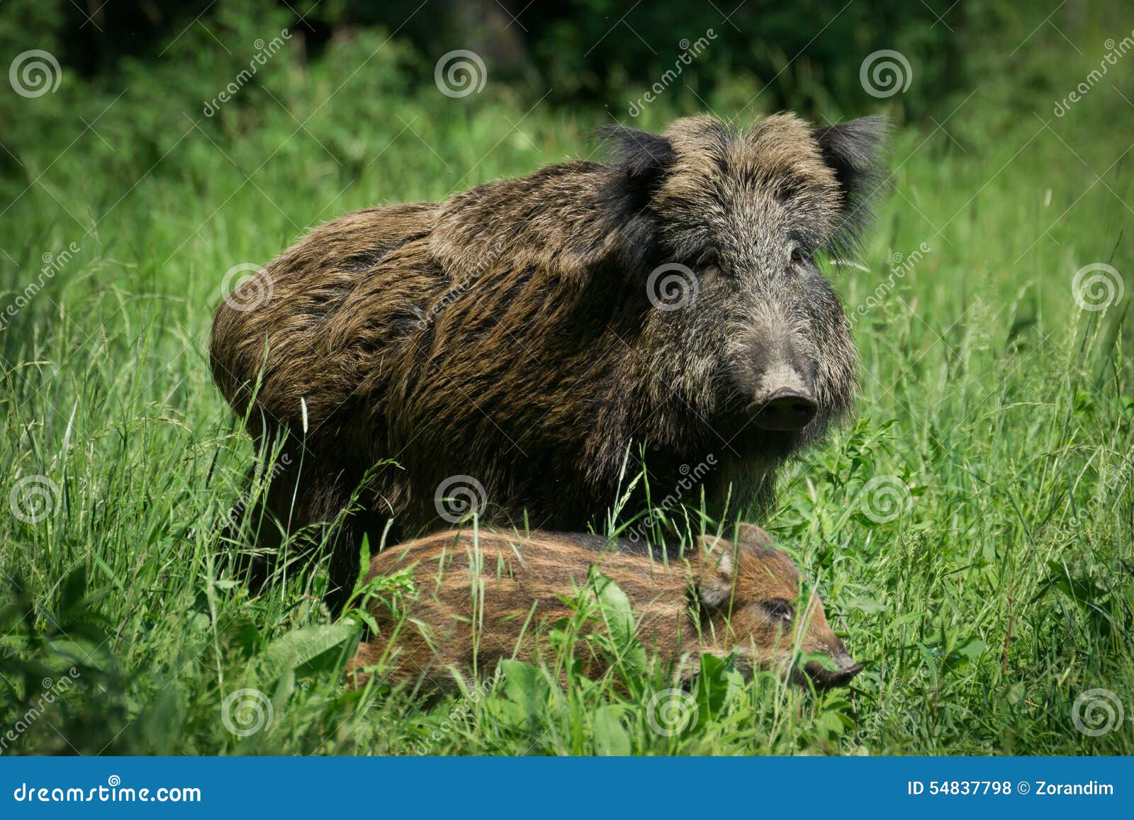 Wild boar family stock photo. Image of nature, wildlife - 54837798