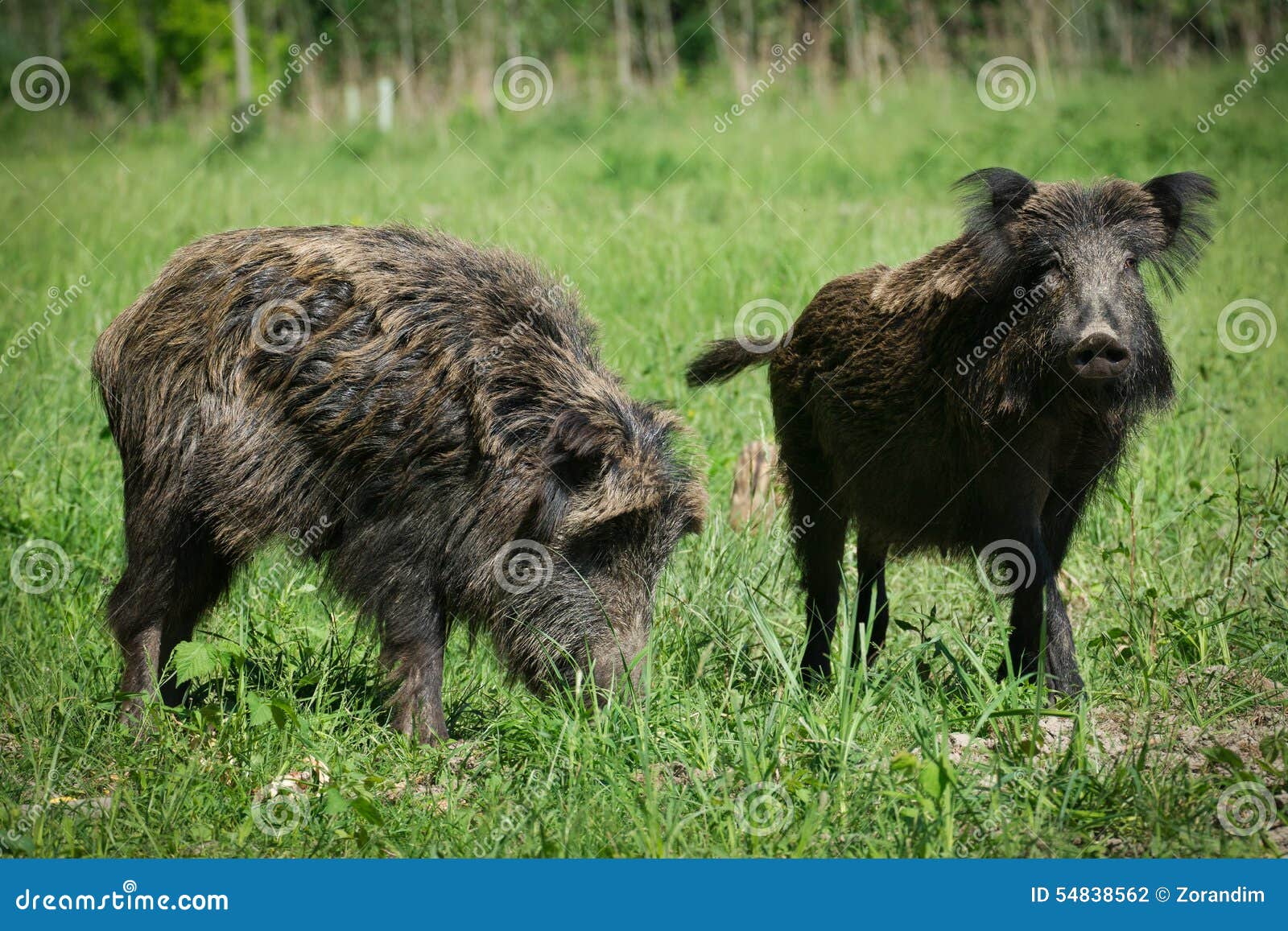 Wild boar family stock photo. Image of family, creature - 54838562