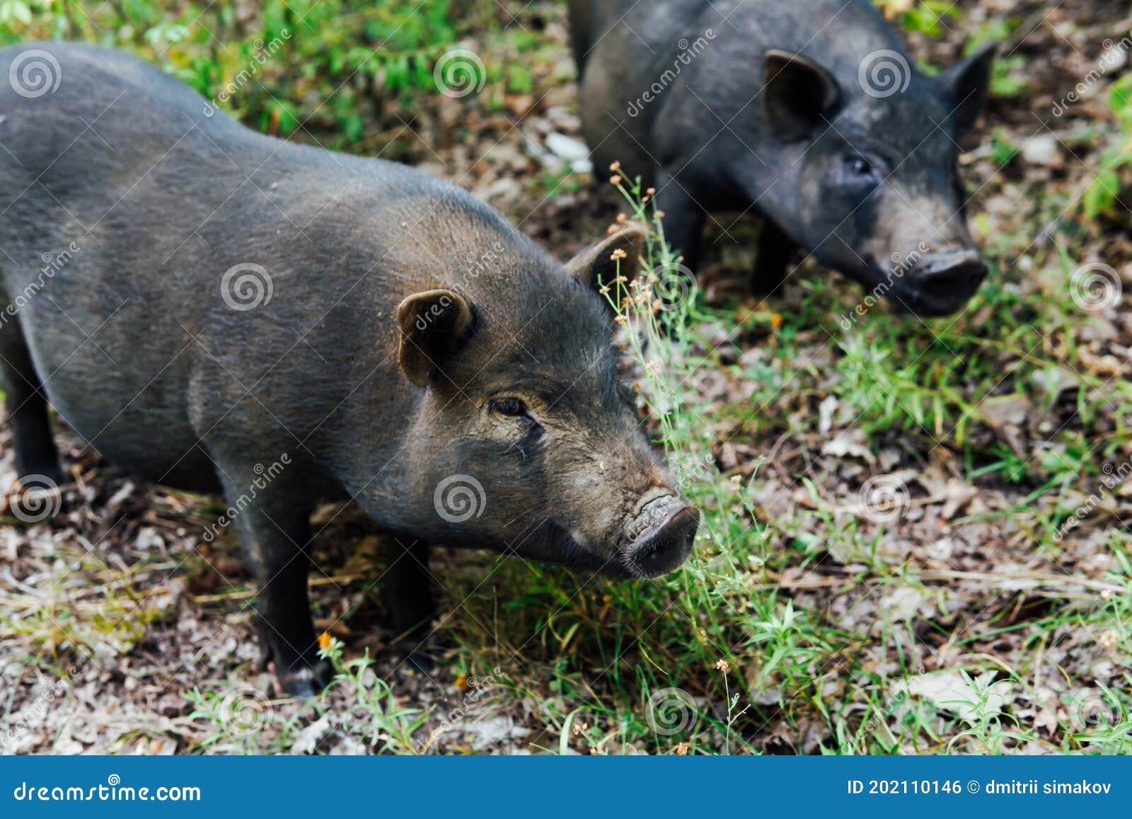 Wild Boar Family in the Green Forest Stock Photo - Image of natural ...