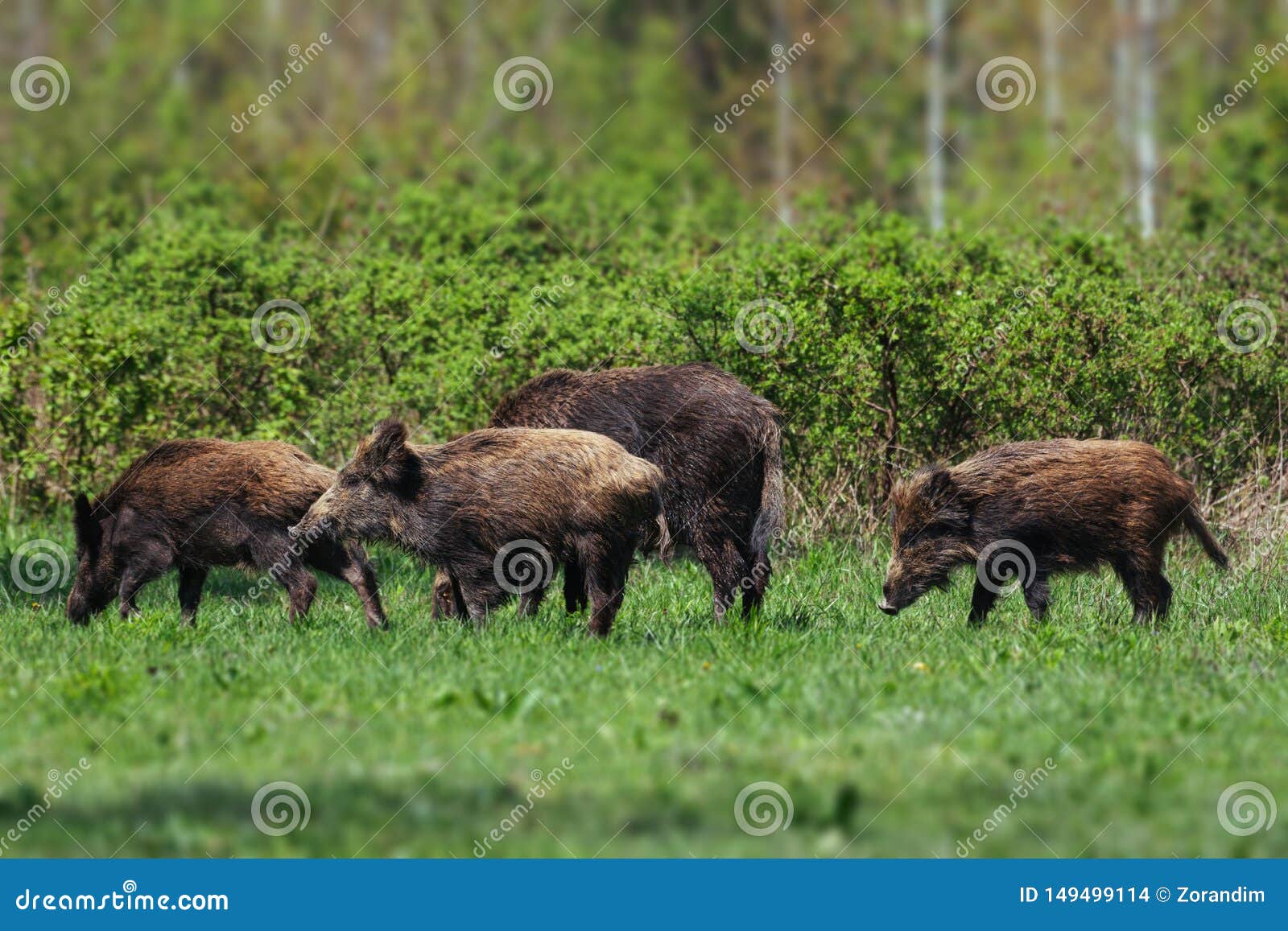 Wild Boar Family Stock Photos - Download 1,767 Royalty Free Photos