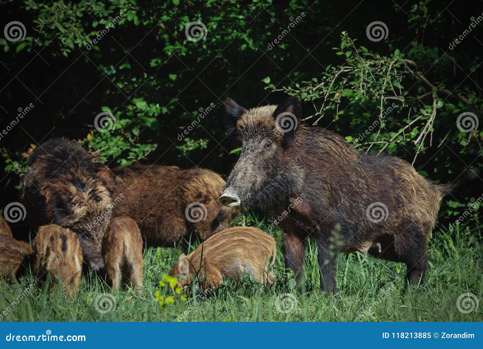 Wild boar family stock image. Image of closeup, light - 118213885