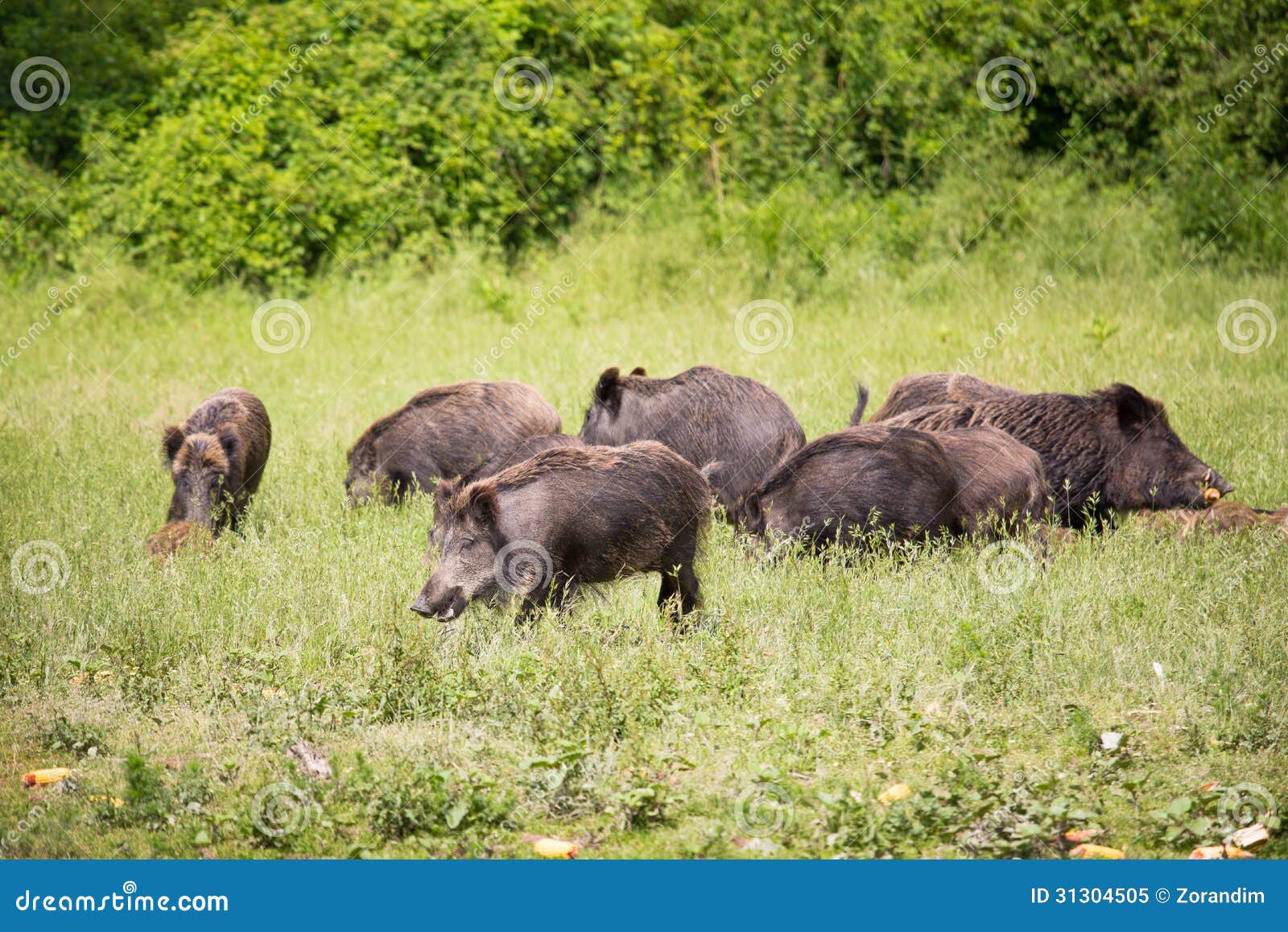 Wild boar family stock image. Image of hair, bristles - 31304505