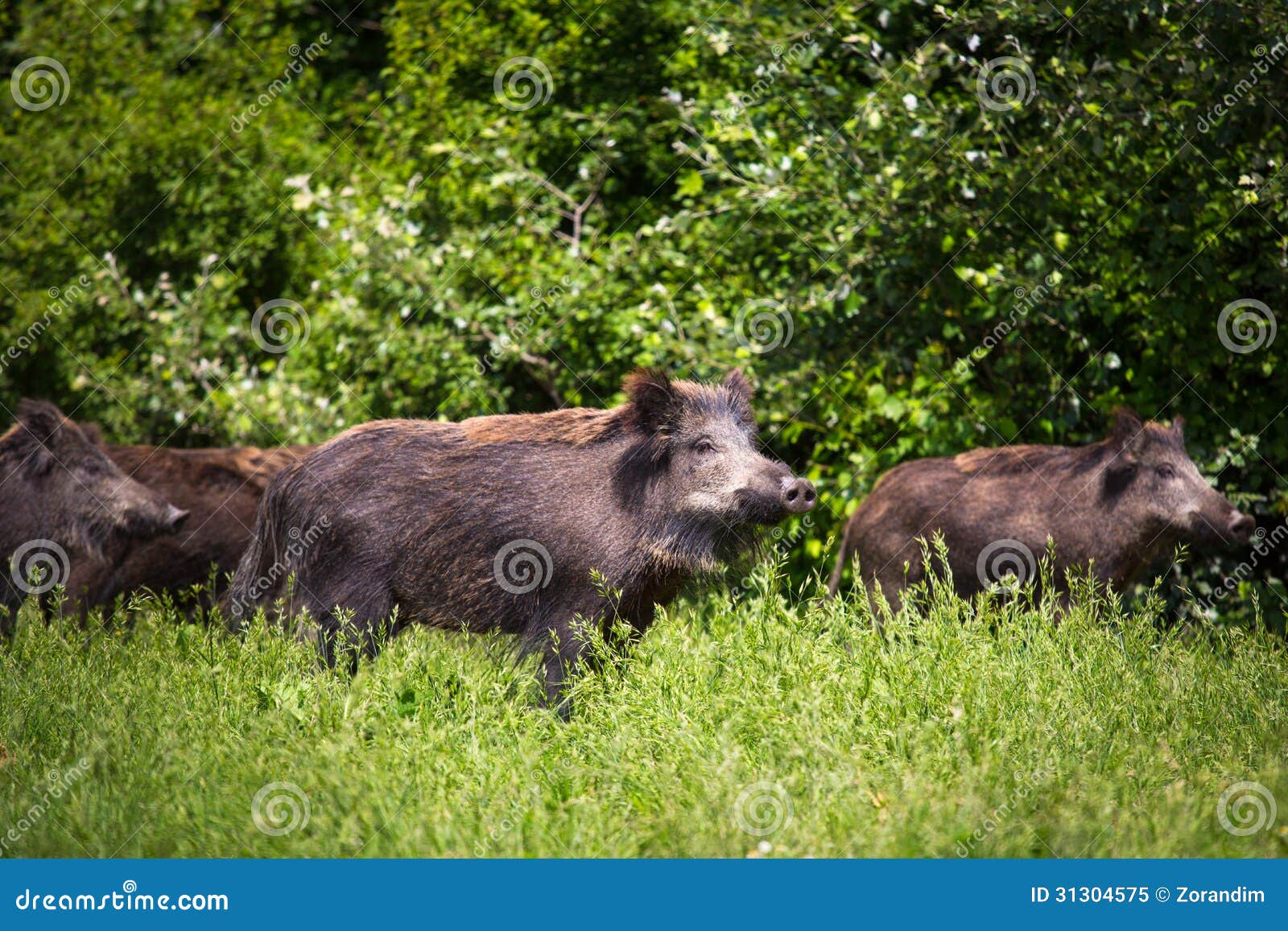 Wild boar family stock image. Image of protection, brown - 31304575