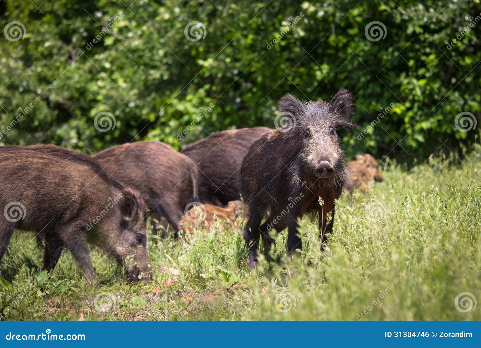 Wild boar family stock photo. Image of closeup, breed - 31304746