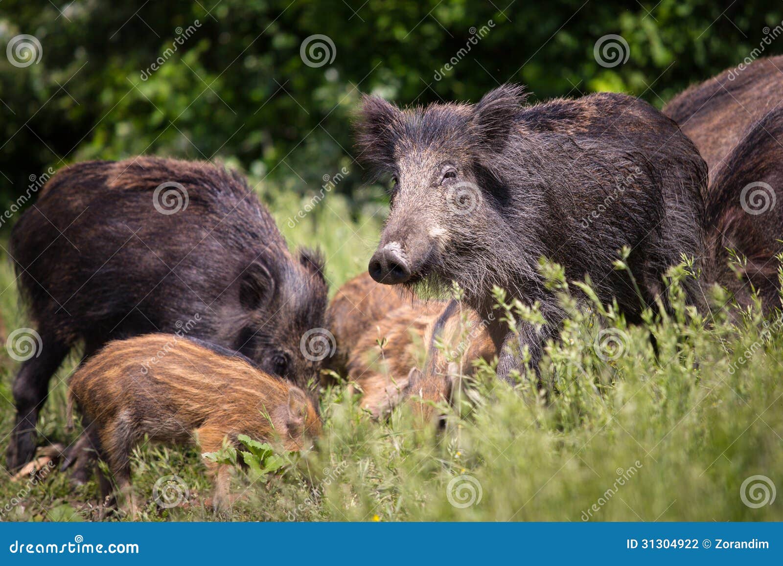 Wild boar family stock photo. Image of breed, bristles - 31304922
