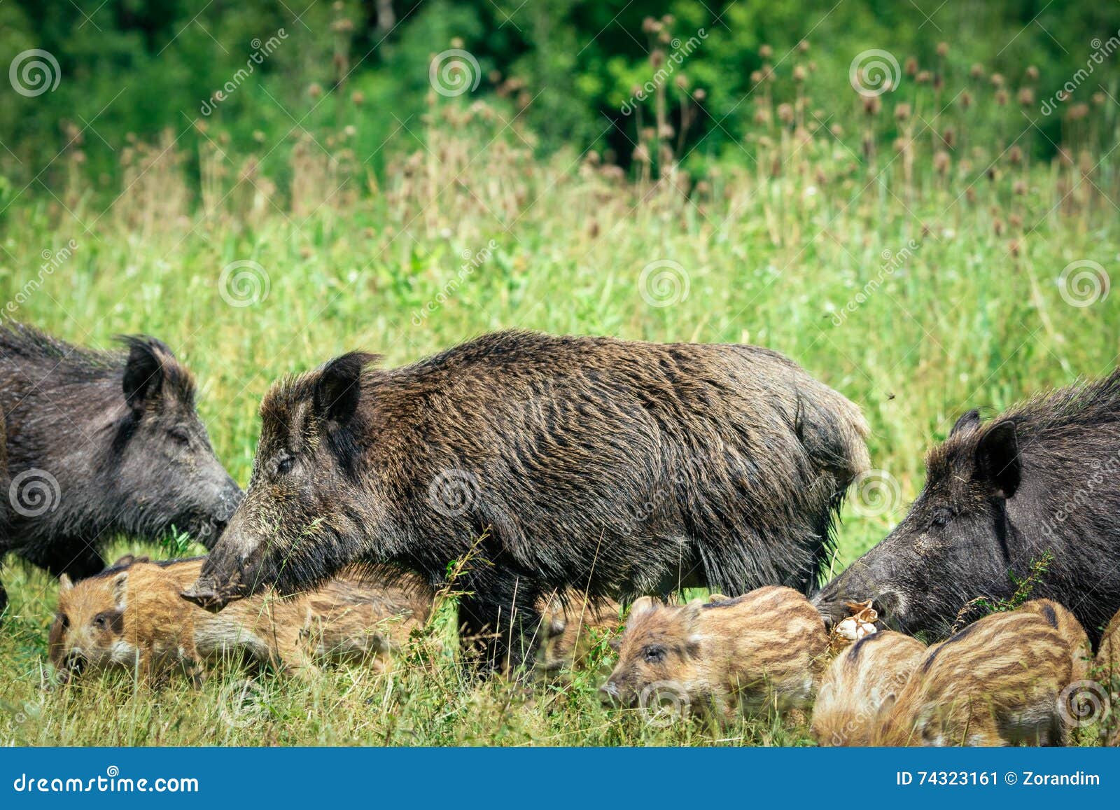 Wild boar family stock image. Image of frosty, family - 74323161