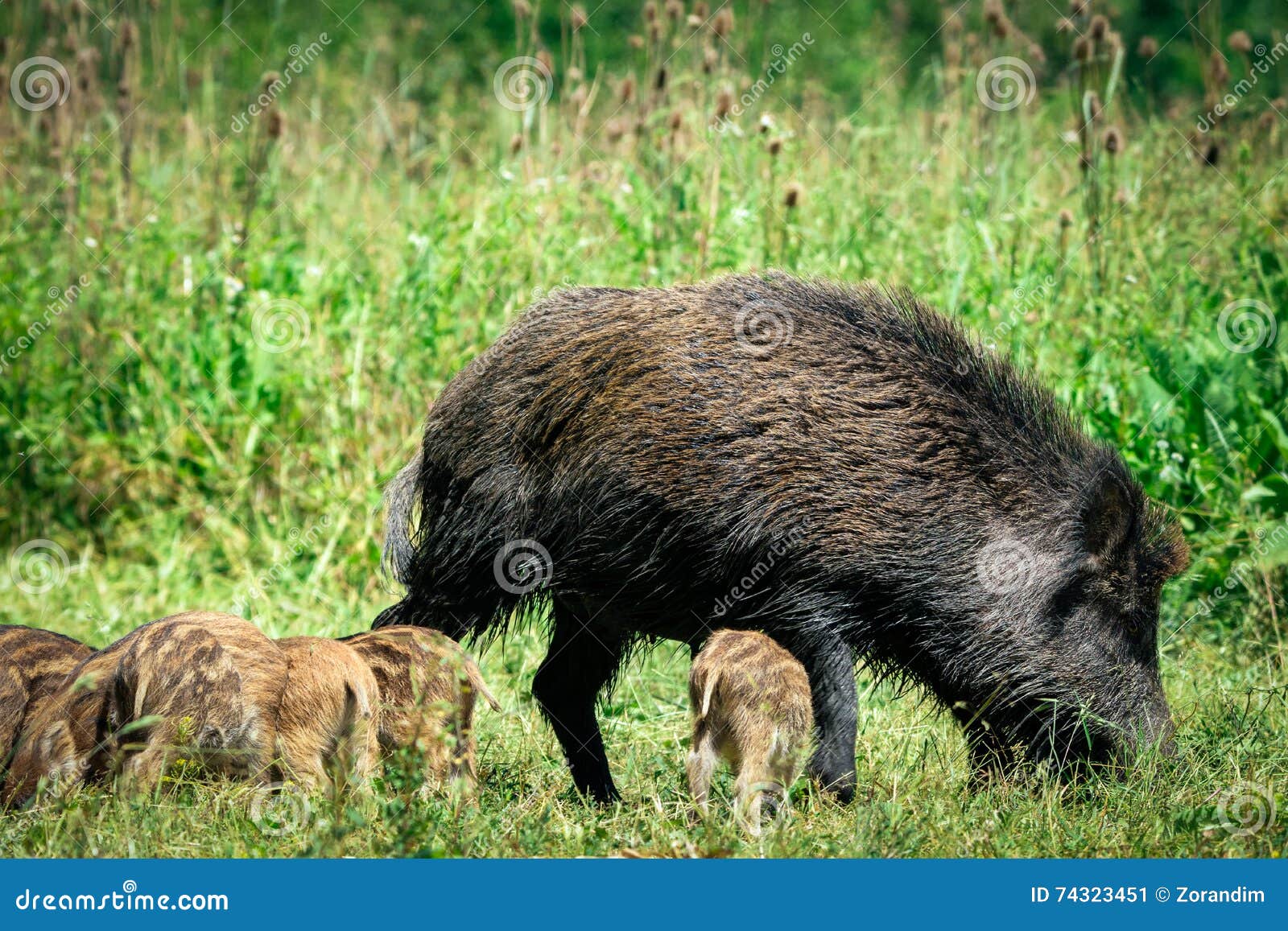Wild boar family stock image. Image of outdoor, closeup - 74323451