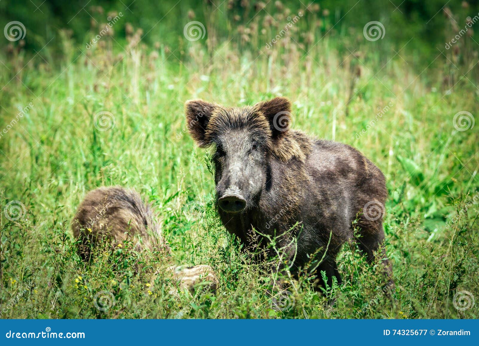 Wild boar family stock image. Image of snout, mother - 74325677
