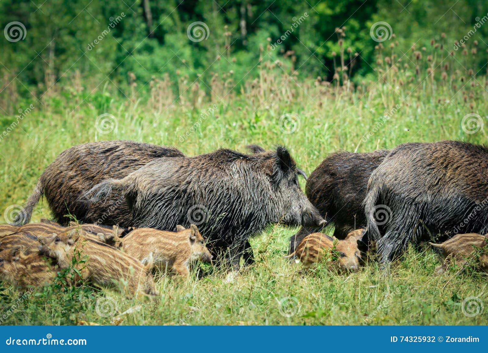 Wild boar family stock photo. Image of wilde, snout, grass - 74325932
