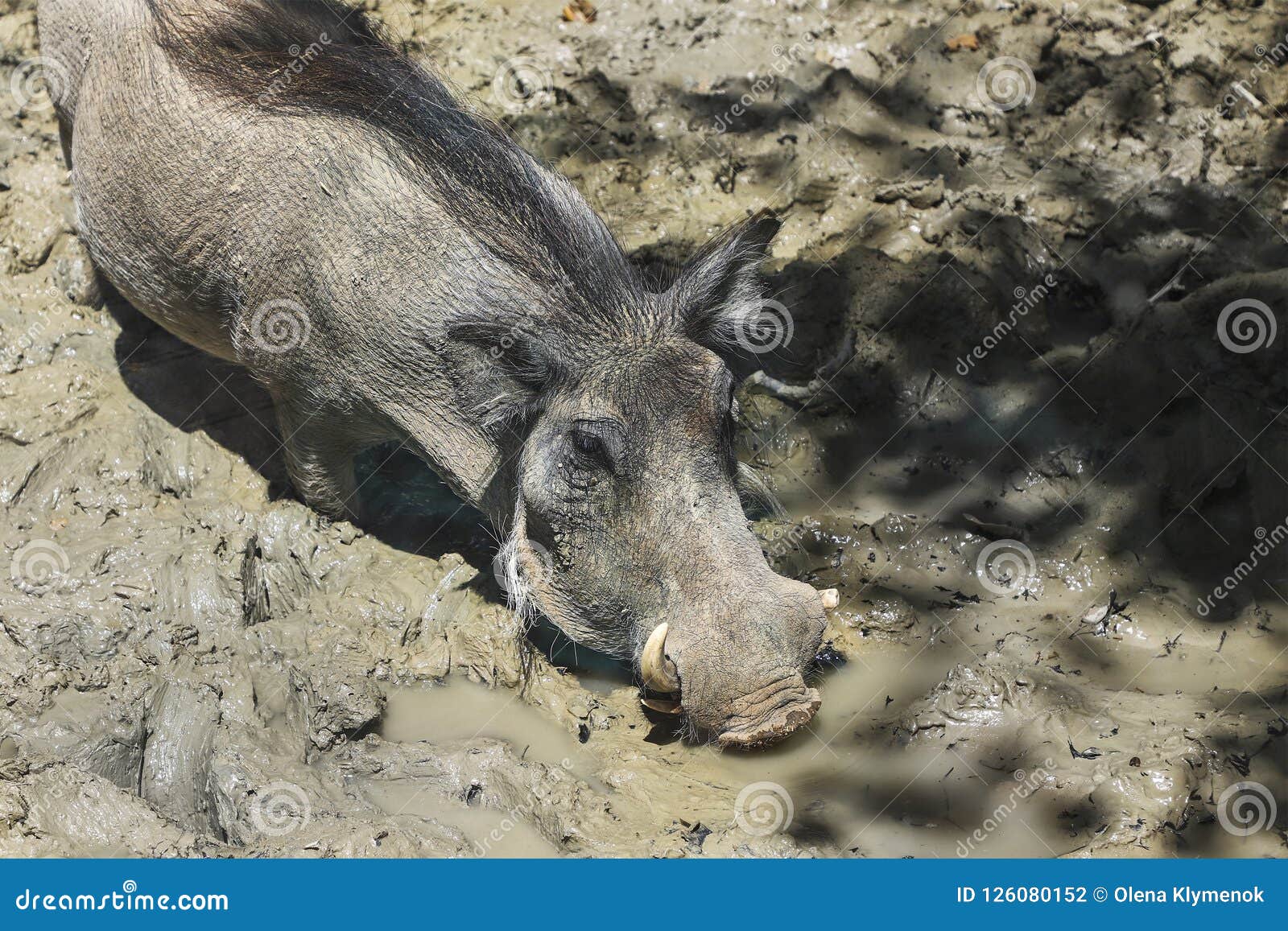 Wild Boar with Fangs in the Mud. Stock Photo - Image of fangs, black ...