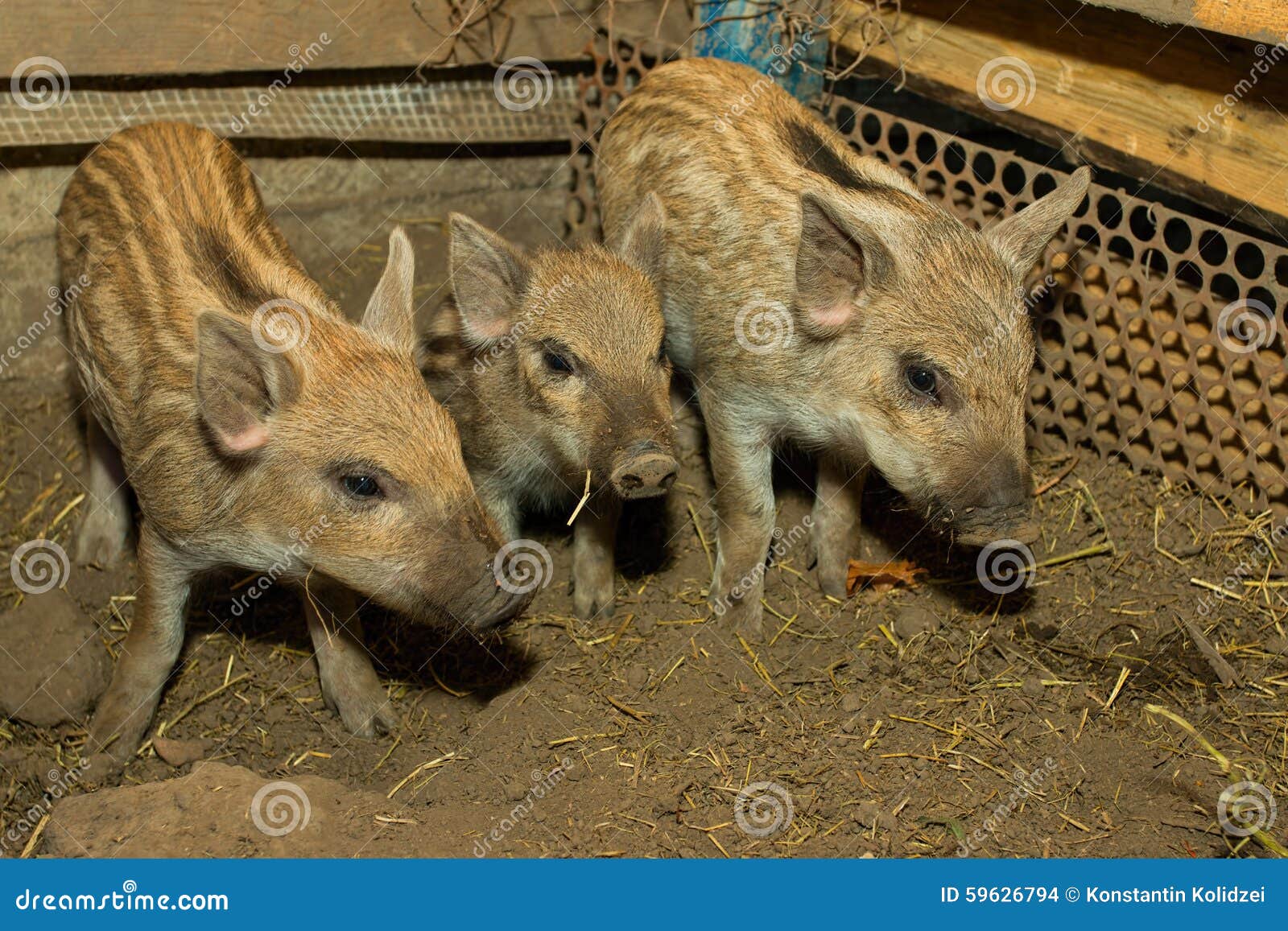Wild boar. stock photo. Image of nature, domestic, wildlife - 59626794