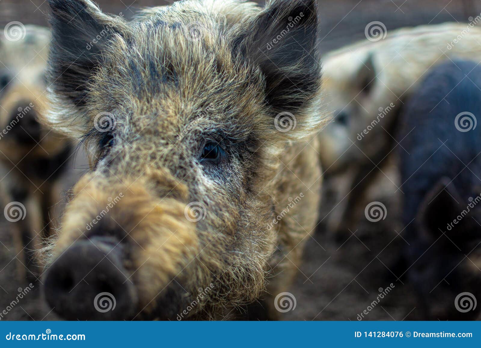 Wild pigs stock photo. Image of wild, grass, swine, brown - 141284076