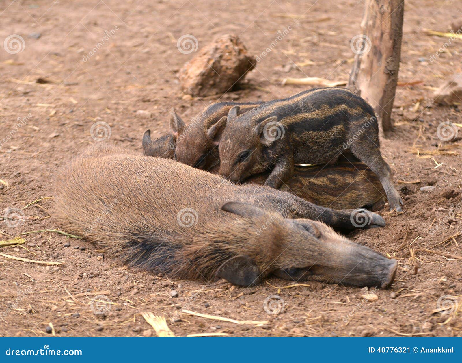 Wild Boar Feeding Their Baby Stock Image - Image of closeup, animal ...