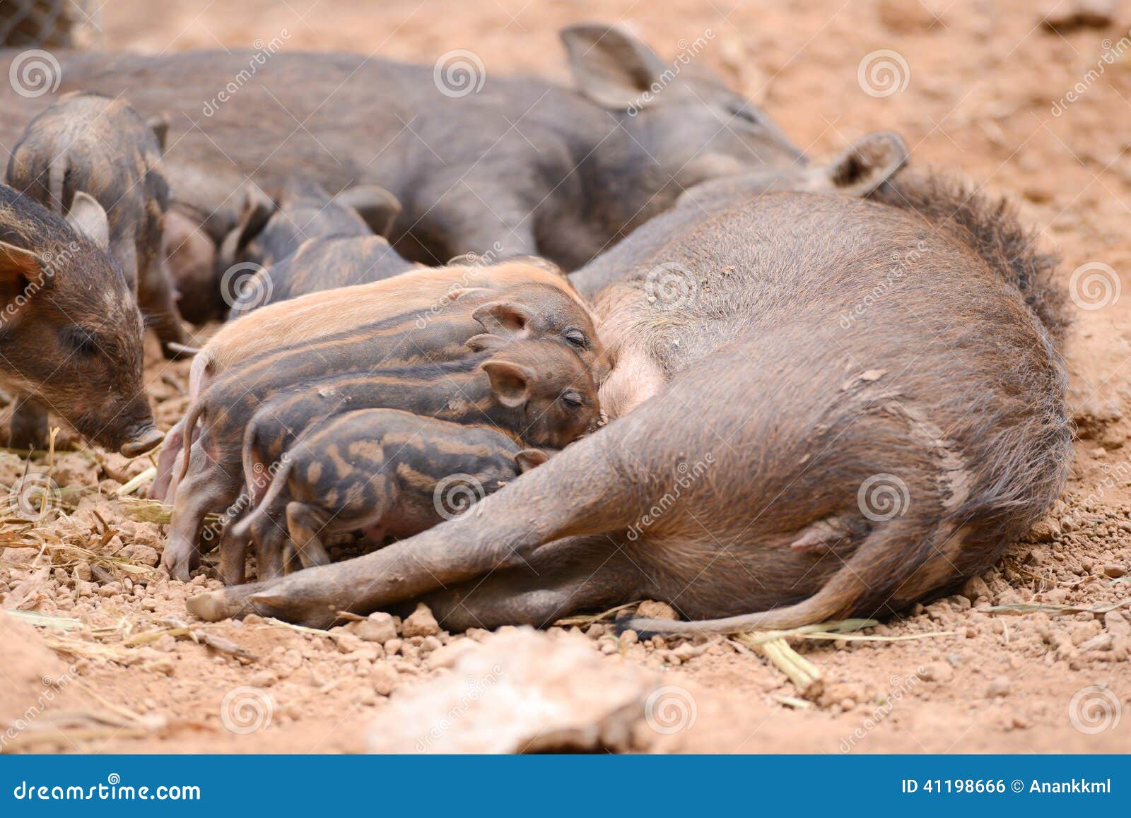 Wild Boar Feeding Their Baby Stock Photo - Image of suck, closeup: 41198666