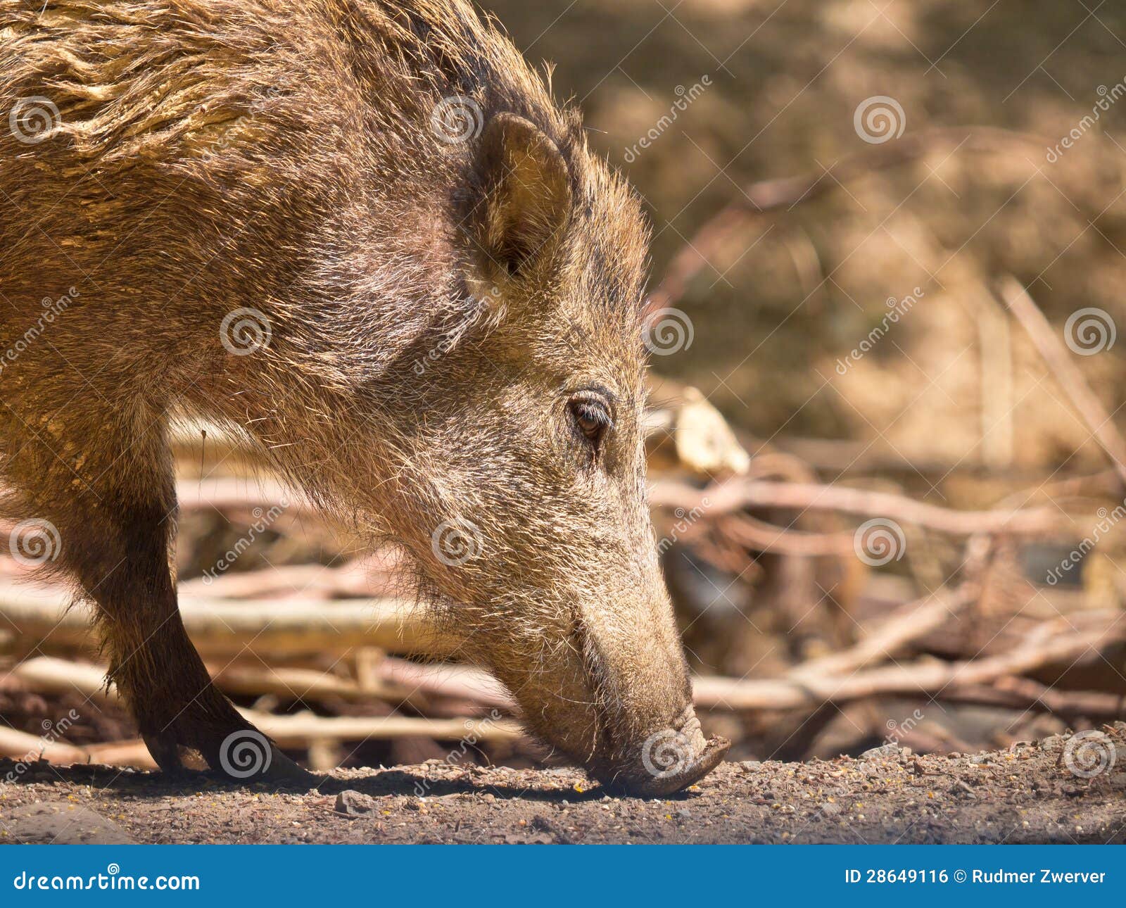 Wild boar female stock photo. Image of boar, mammal, teeth - 28649116