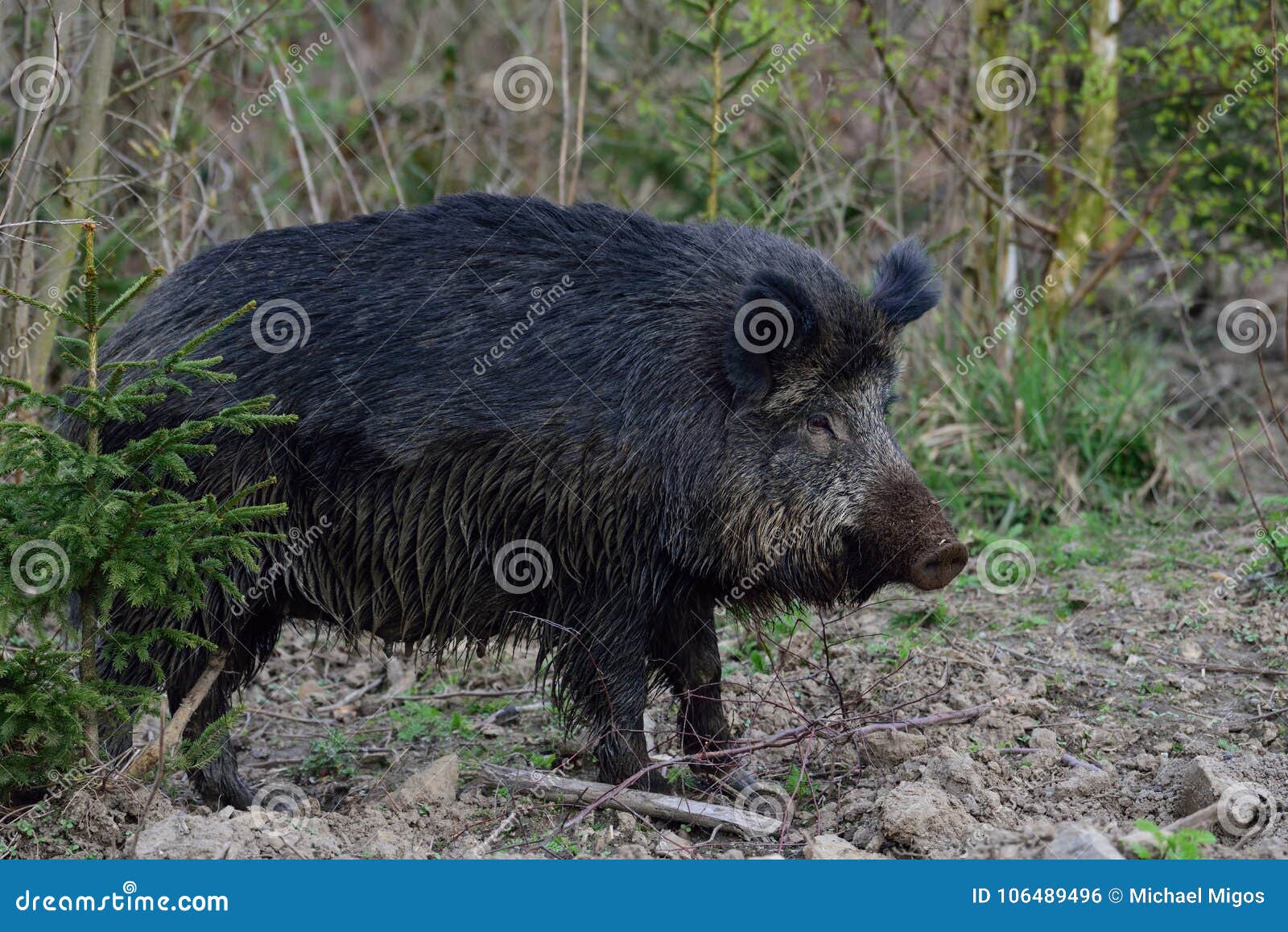 Wild Boar Female in the Forest Stock Photo - Image of cheeky, beautiful ...