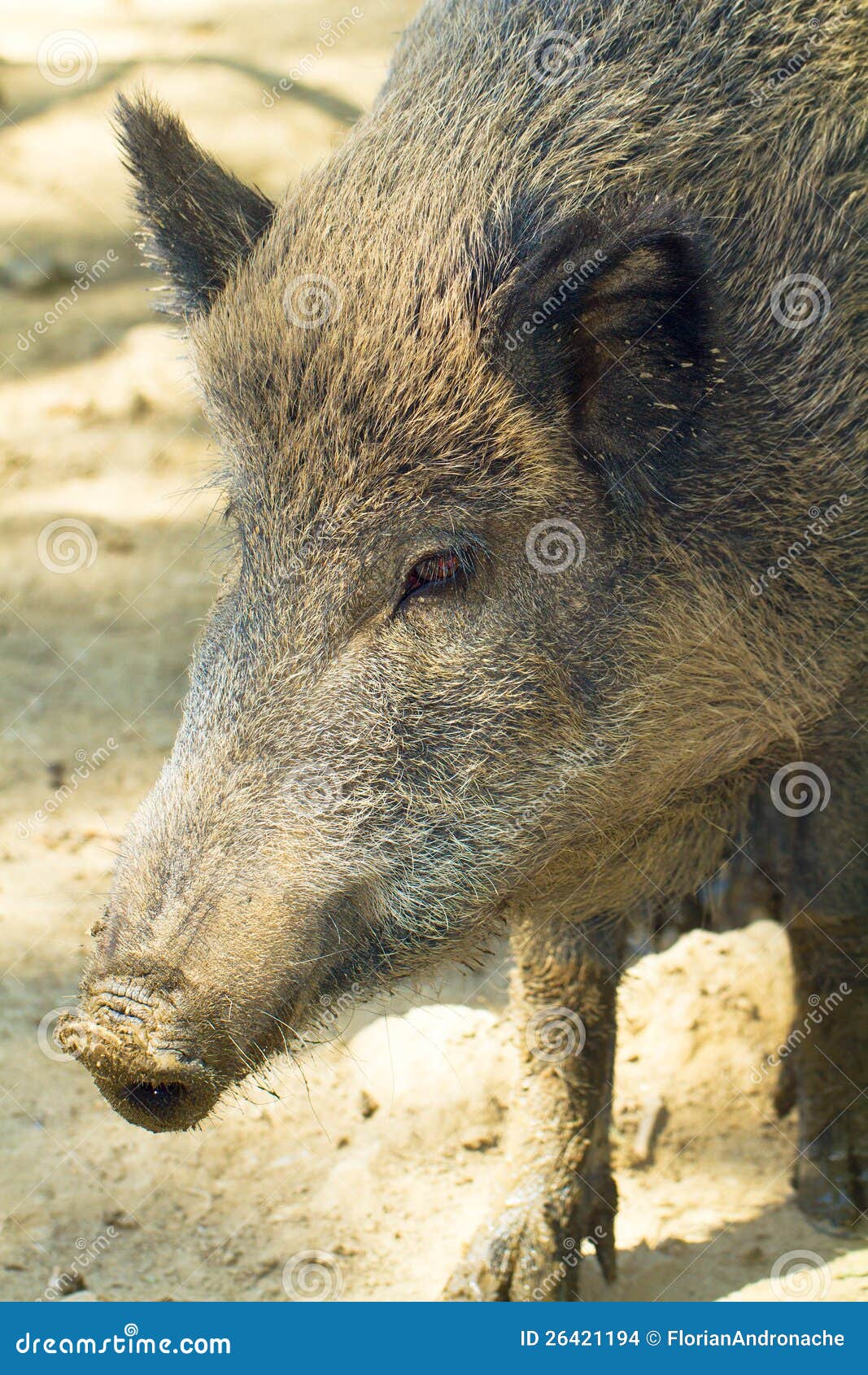 Wild Boar Female (Sus Scrofa) Stock Photo - Image of clearing, mammal ...