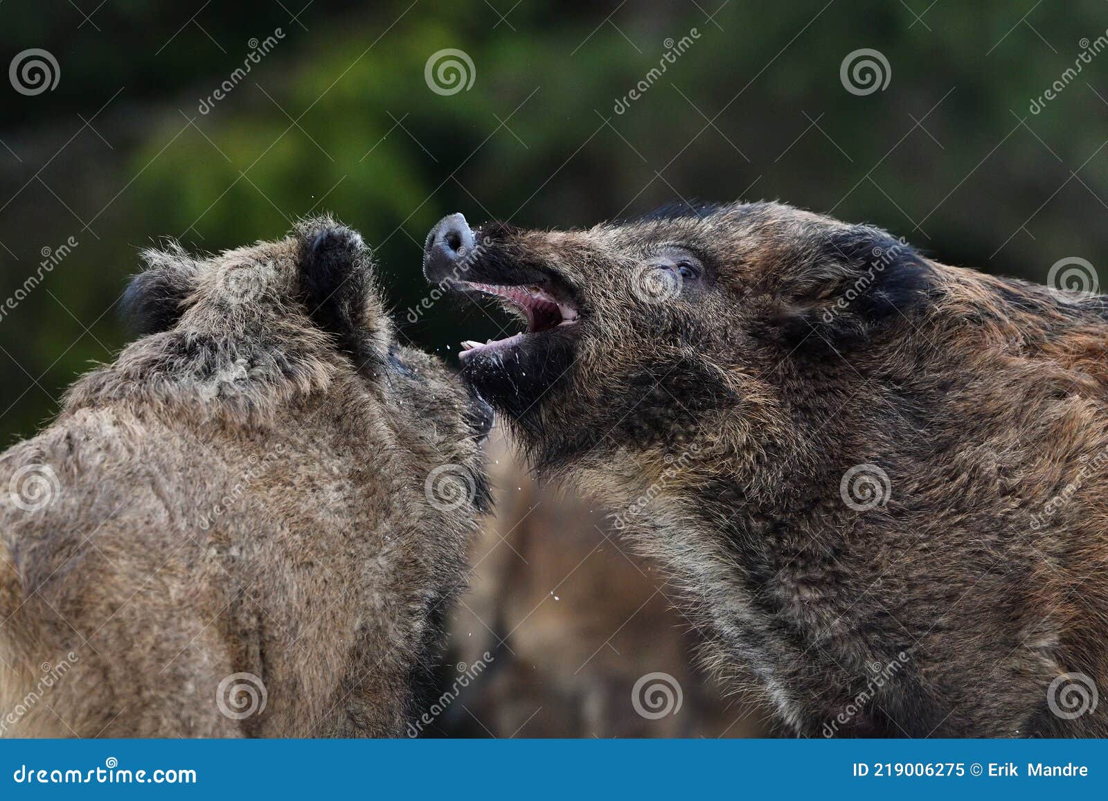 Wild boar fight closeup stock image. Image of wild, danger - 219006275