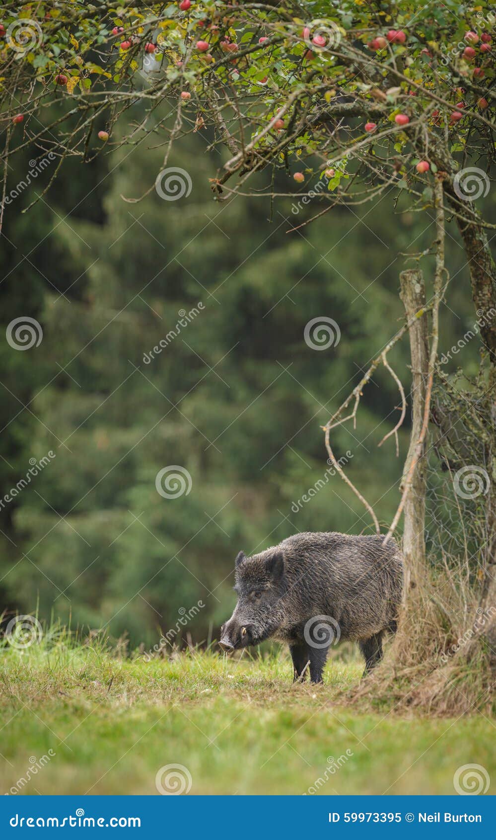 Wild boar foraging stock image. Image of dangerous, brown - 59973395
