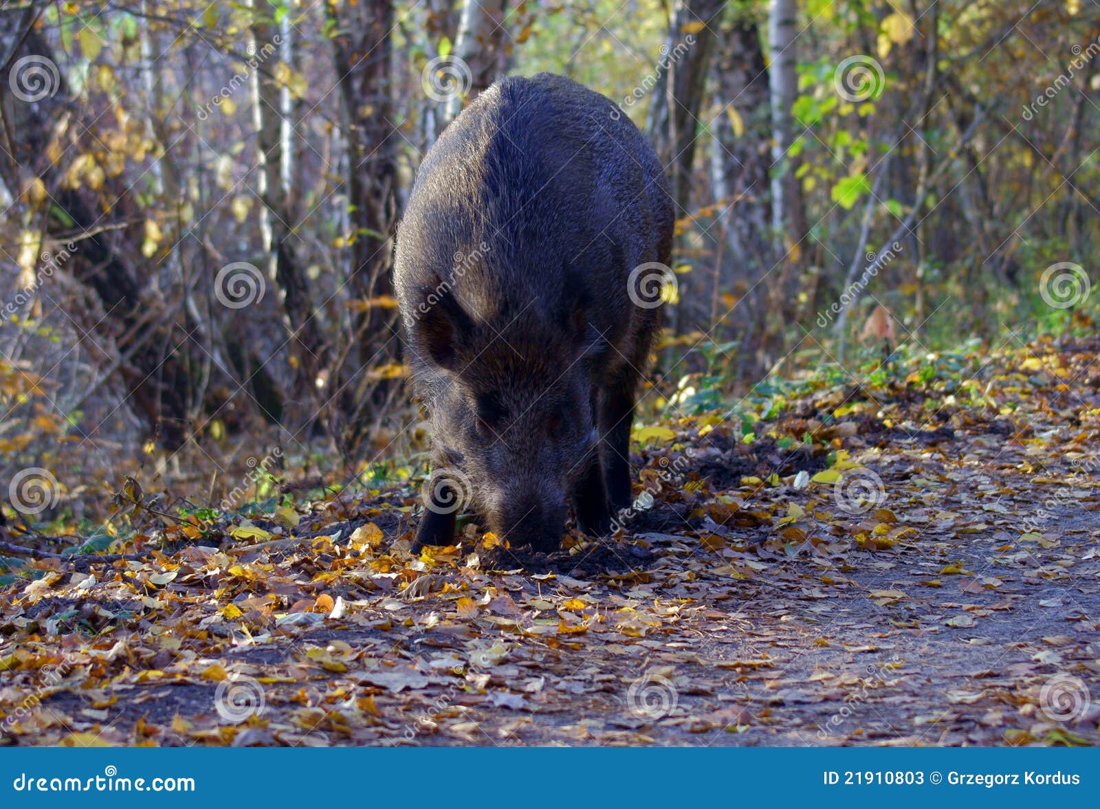 Wild Boar Foraging in Forest Stock Image - Image of animal, leaf: 21910803