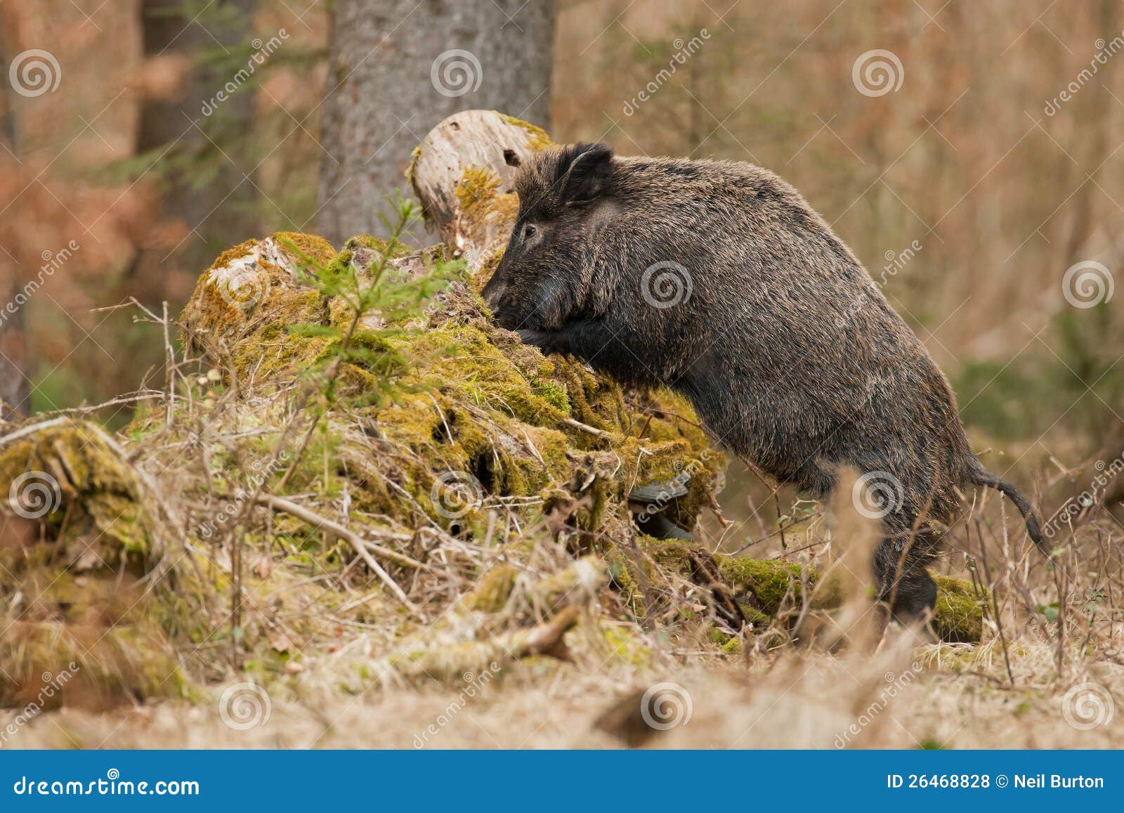 Wild Boar Foraging in Old Tree Stock Photo - Image of charge, attack ...
