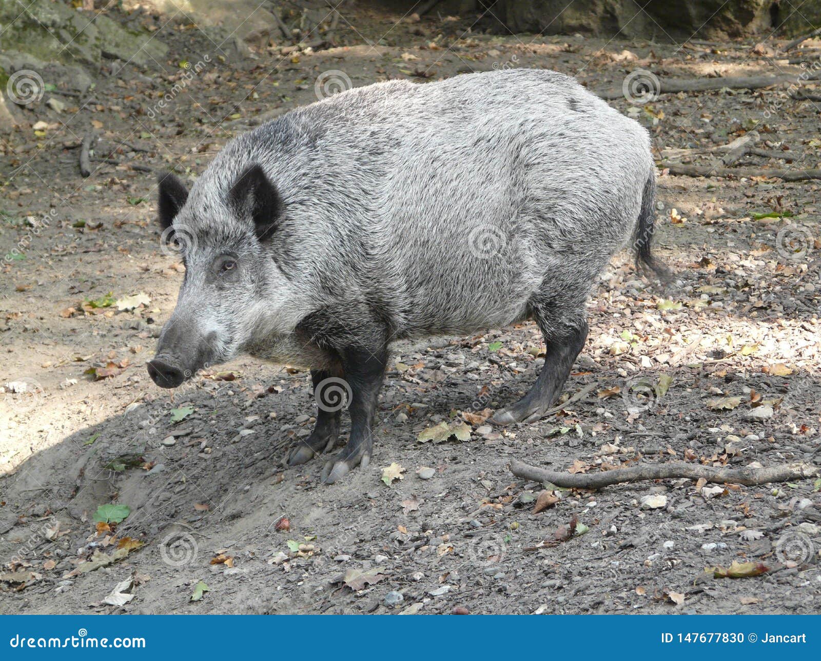 Wild boar in the forest stock photo. Image of animal - 147677830