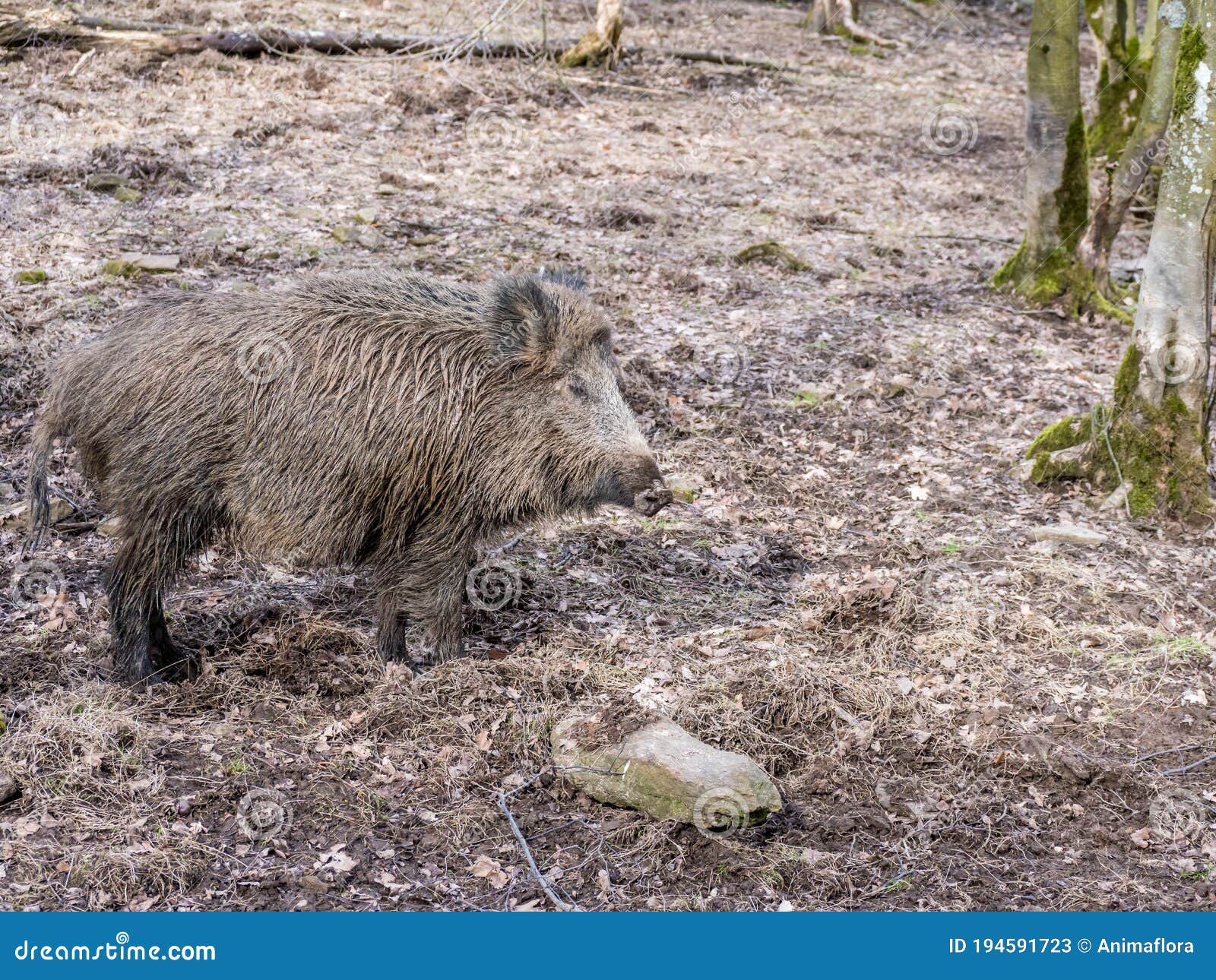 Wild boar in the forest stock image. Image of piglet - 194591723