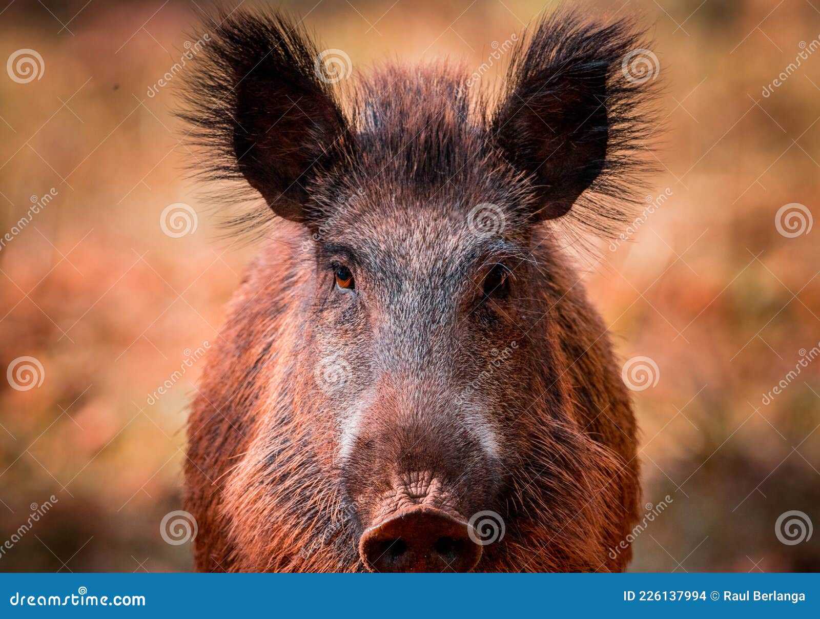Wild boar stock photo. Image of boar, wildlife, mane - 226137994
