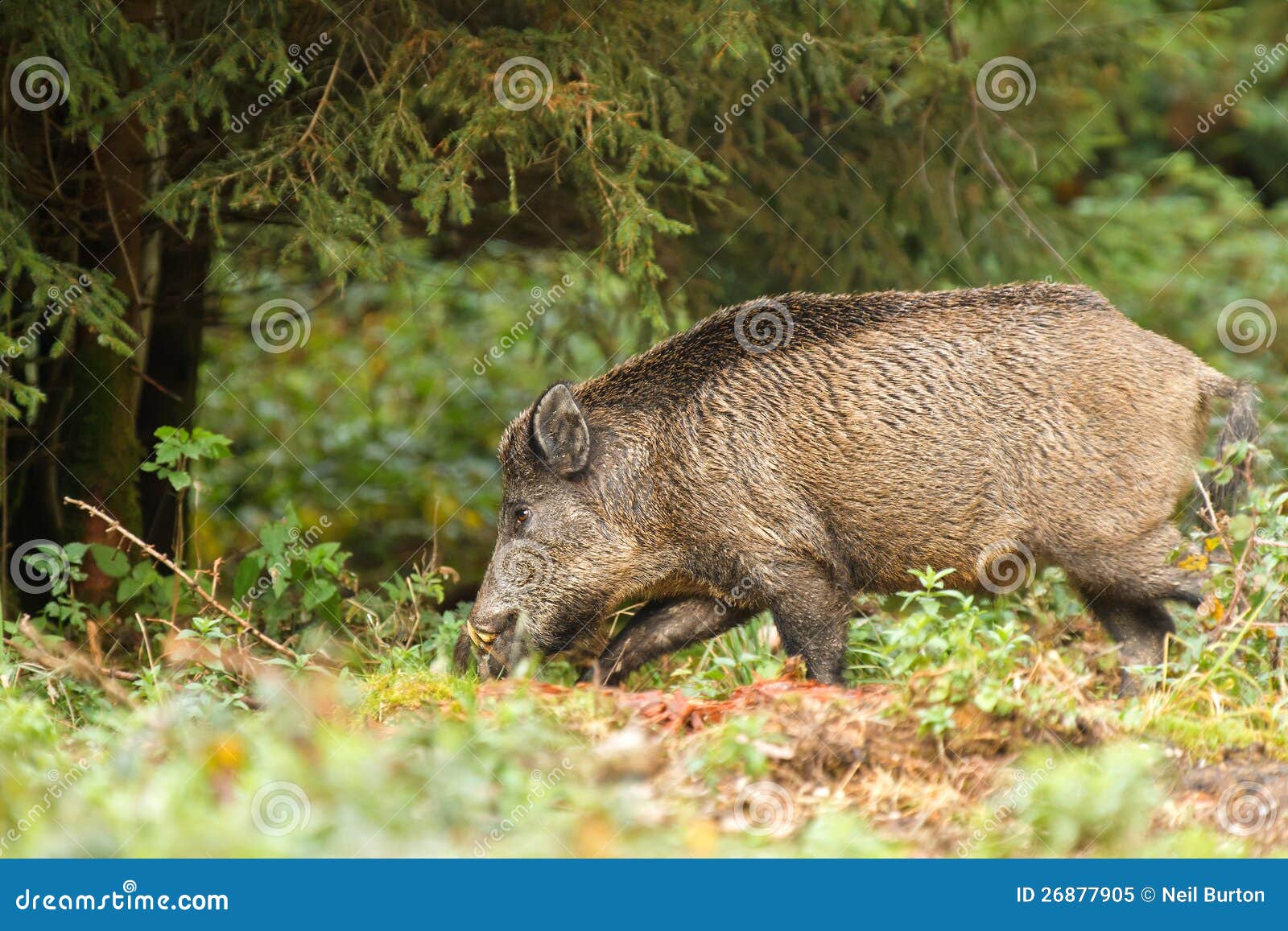 Wild boar in the forest stock image. Image of teeth, cold - 26877905