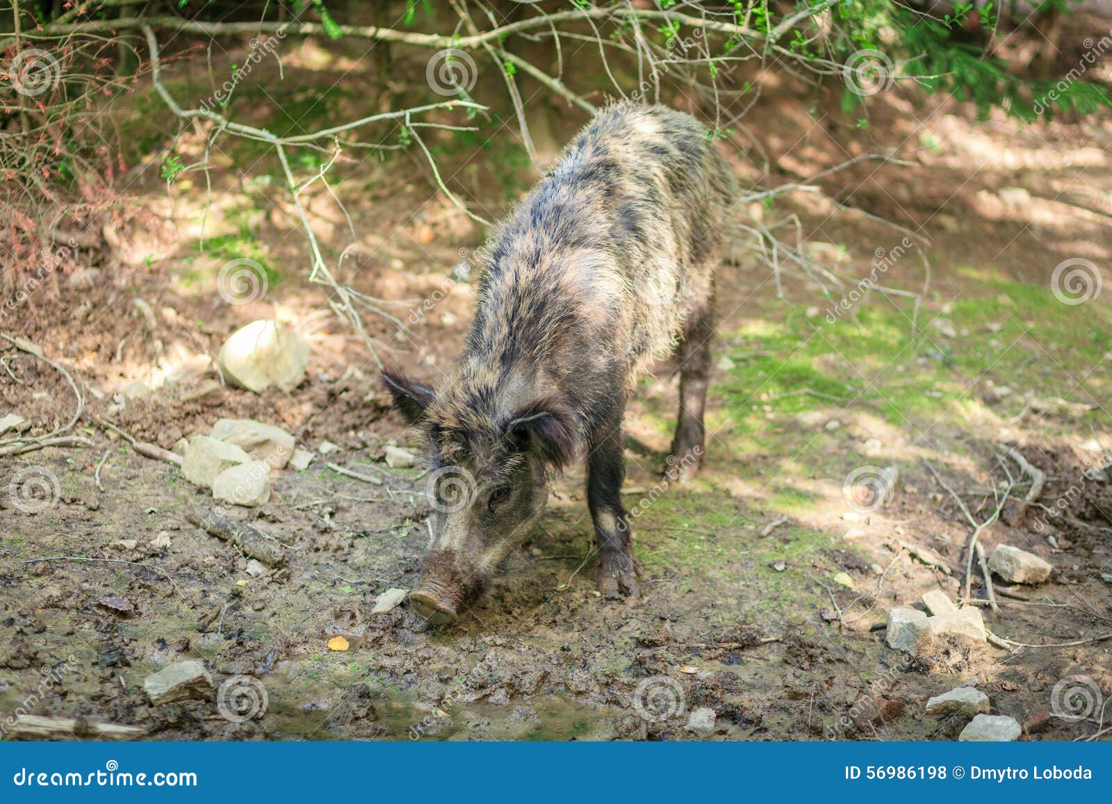 A wild boar stock photo. Image of razorback, nature, closeup - 56986198