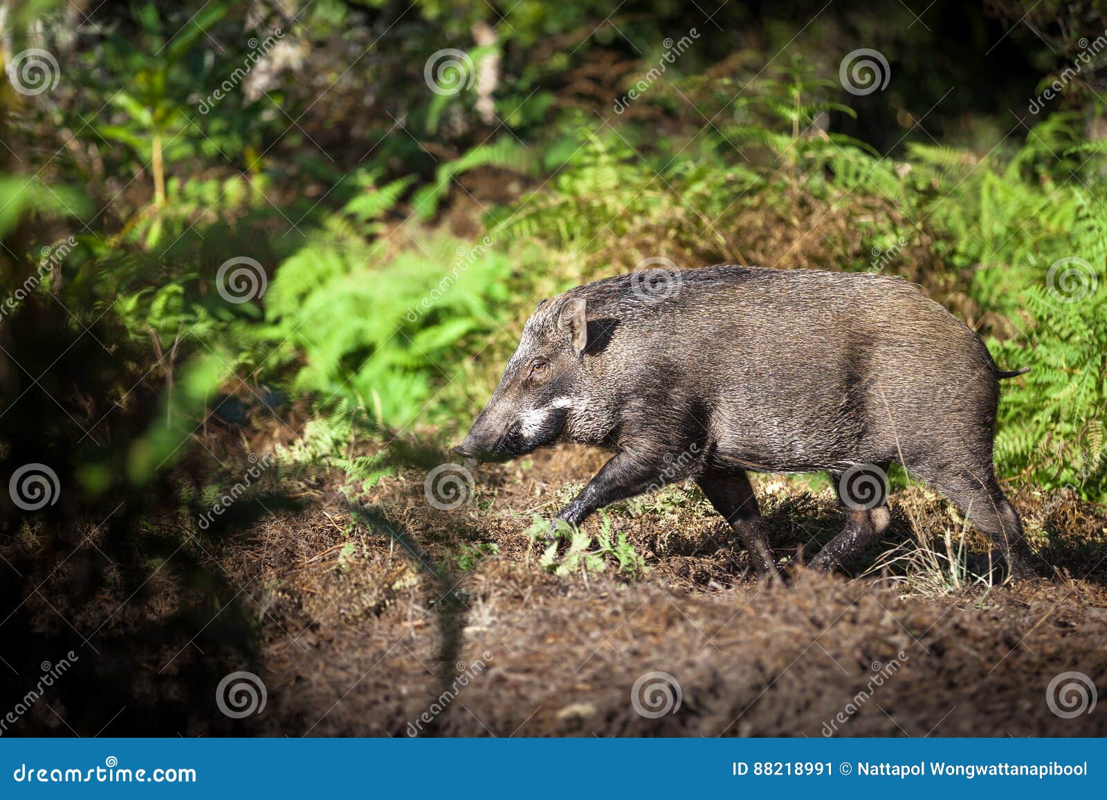 Wild boar in the forest. stock image. Image of place - 88218991