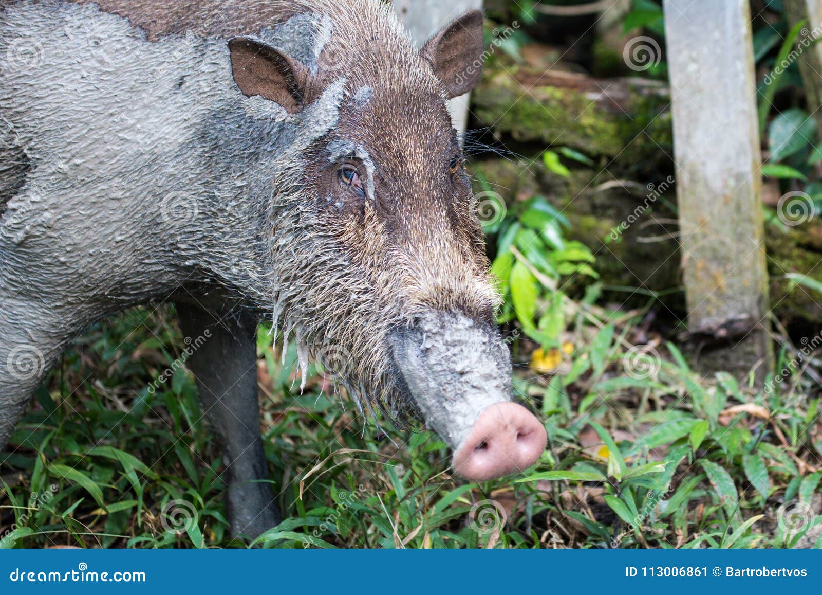 Wild Boar In The Forest In Borneo Stock Image Image Of Life Brown 113006861