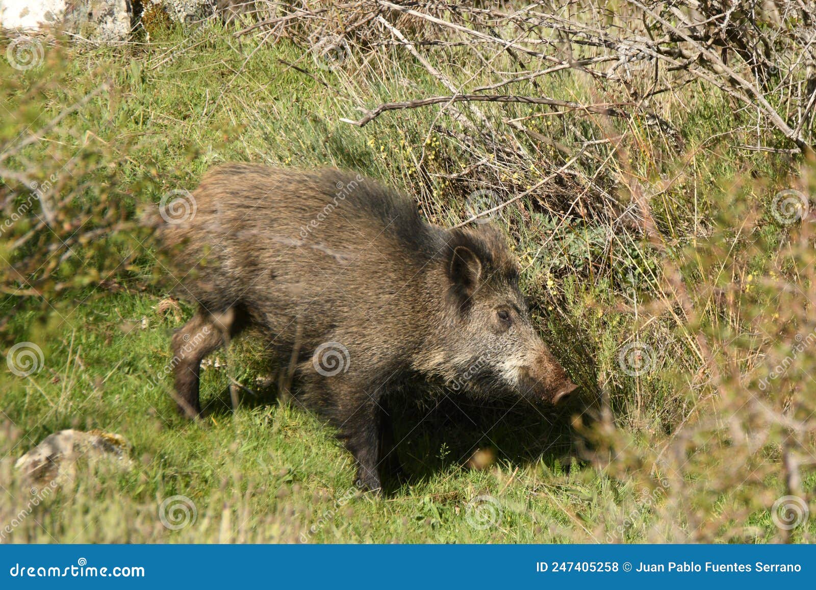 Wild Boar in the Forest Feeding on Vegetables Stock Photo - Image of ...