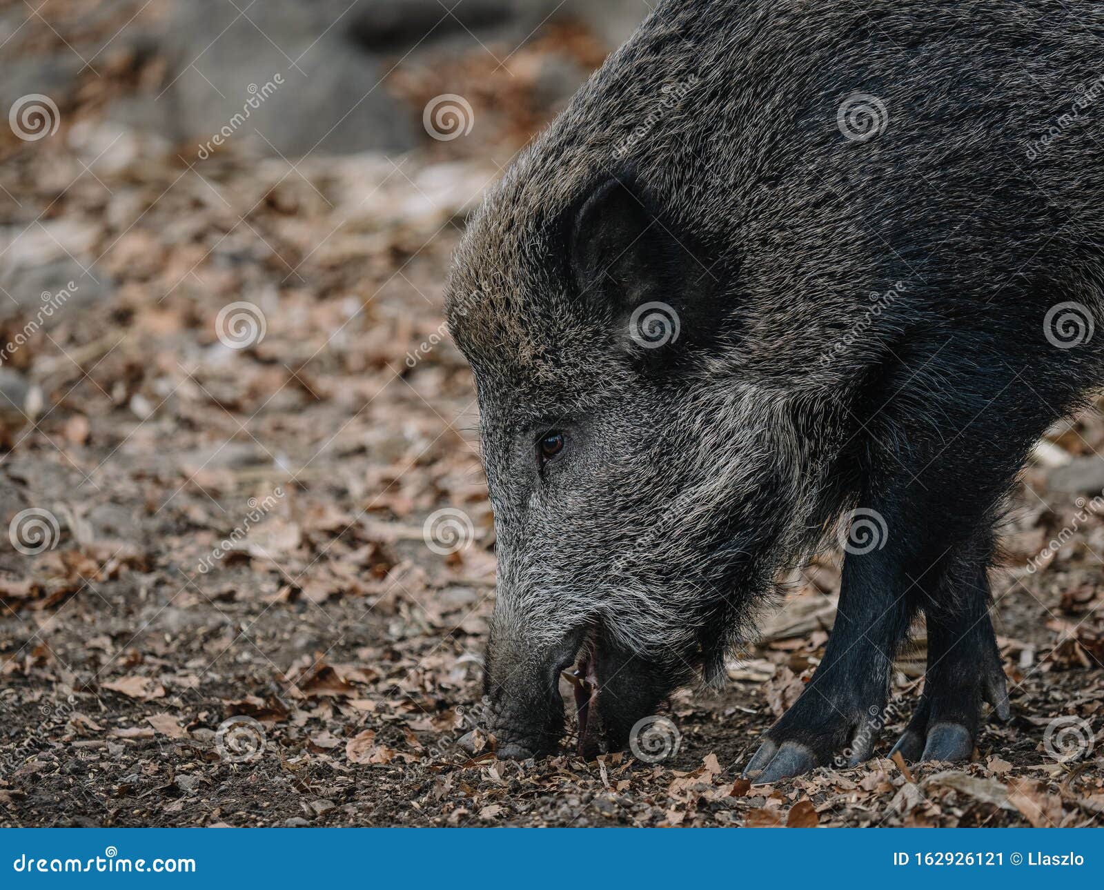 Wild boar in the forest stock image. Image of farm, wald - 162926121