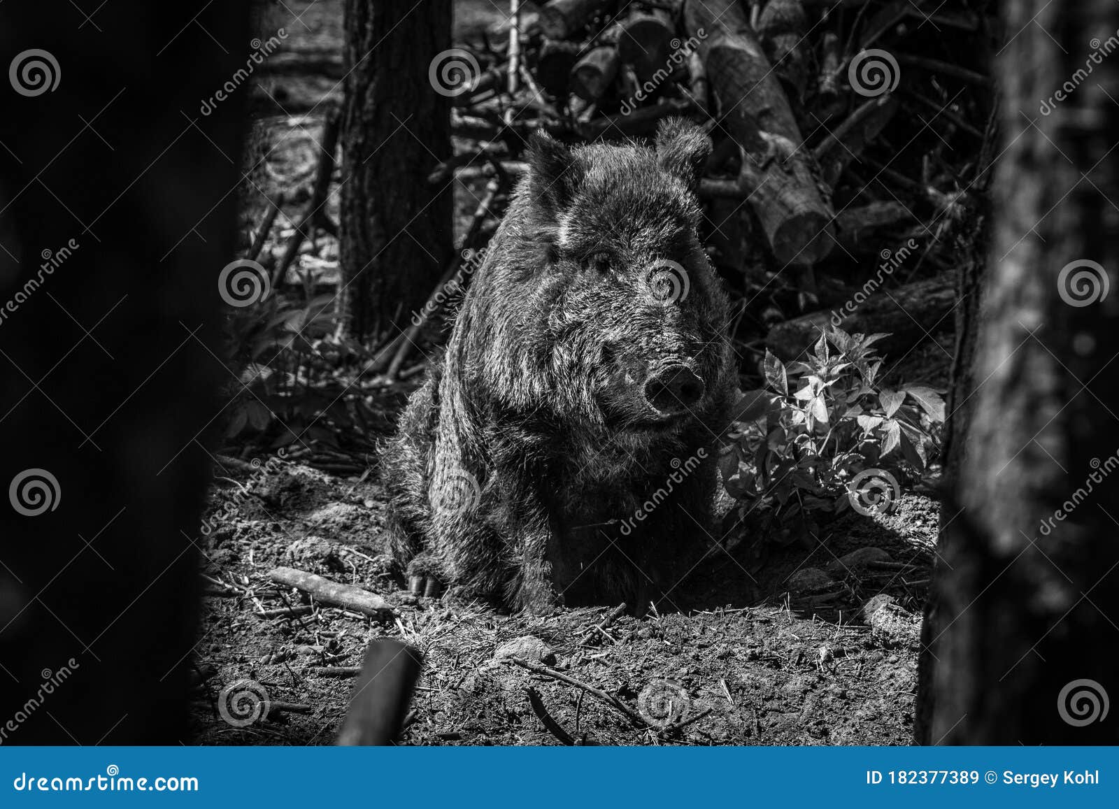 Wild boar in the forest stock image. Image of wildlife - 182377389