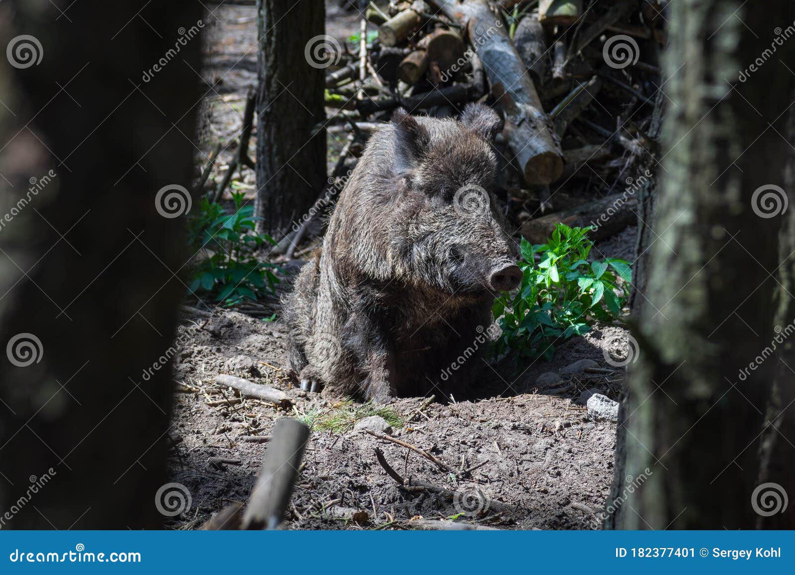 Wild boar in the forest stock image. Image of nature - 182377401