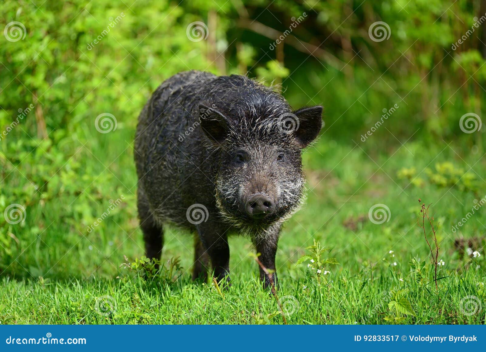 Wild boar in forest stock image. Image of hardy, formidable - 92833517