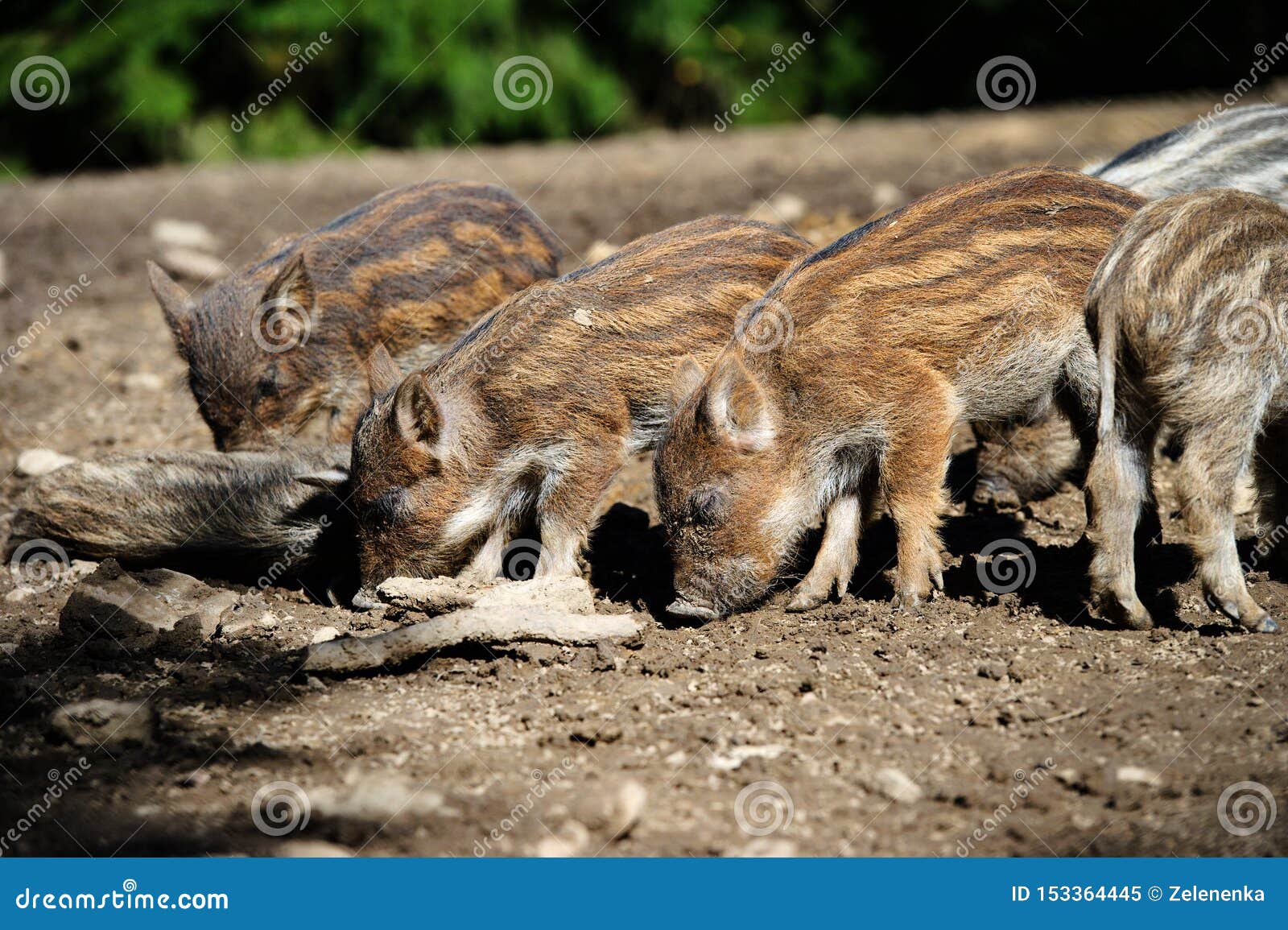 Wild Boar in Forest. Summer Day Stock Image - Image of wildlife, boar ...
