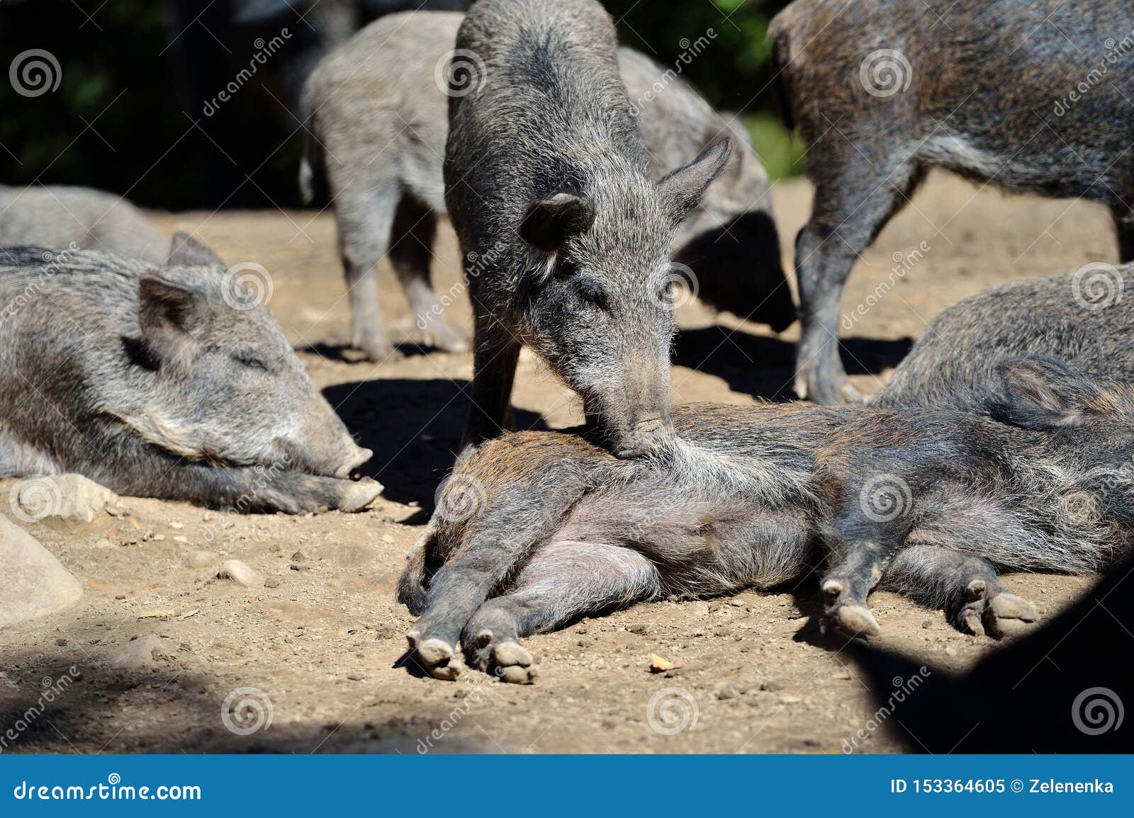 Wild Boar in Forest. Summer Day Stock Image - Image of nature, brown ...