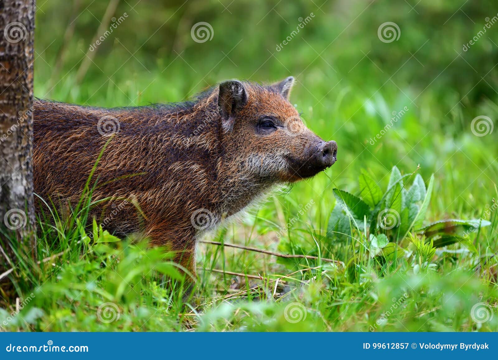 Wild boar on the forest stock image. Image of omnivore - 99612857