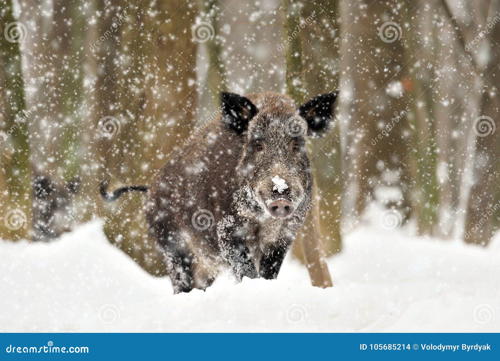 Wild boar in forest stock photo. Image of outside, hair - 105685214