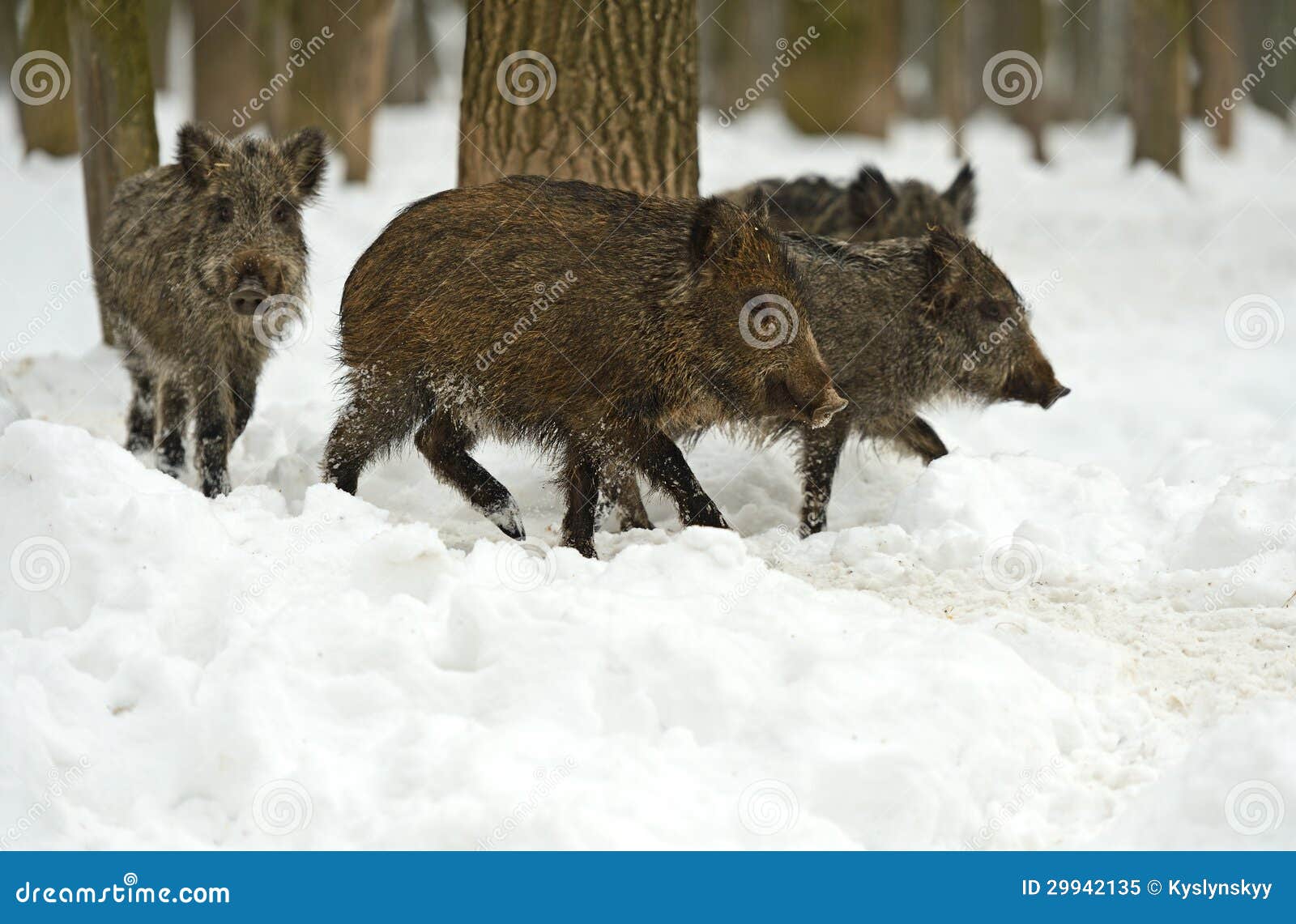 Wild boar in winter stock image. Image of season, portrait - 29942135