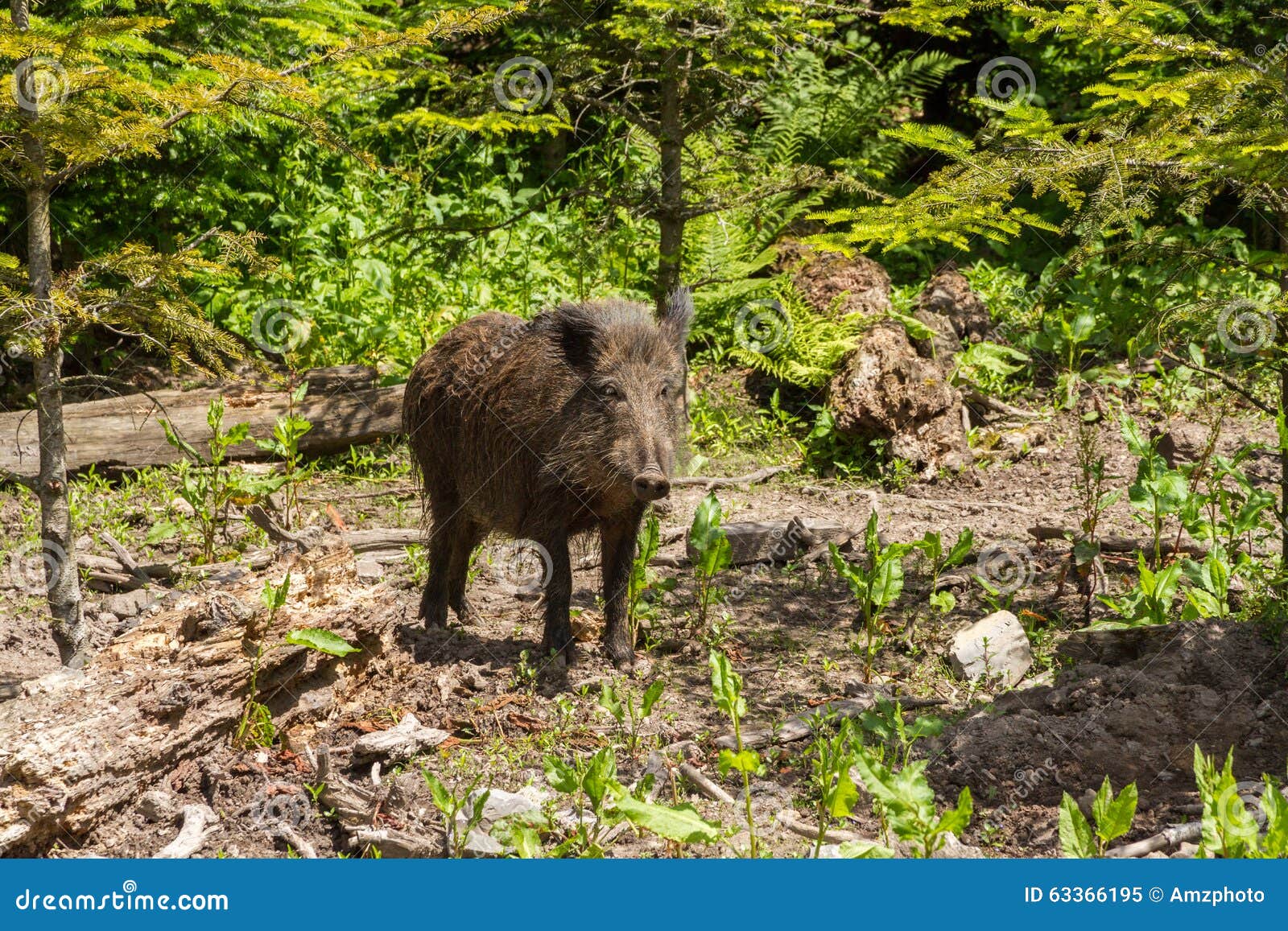 Wild Boar in the Forest stock image. Image of european - 63366195