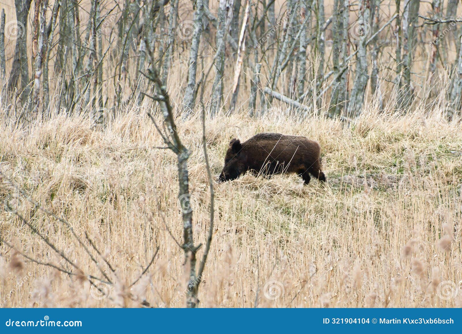 Wild Boar in Front of a Forest Clearing with Small Trees on a Meadow in ...