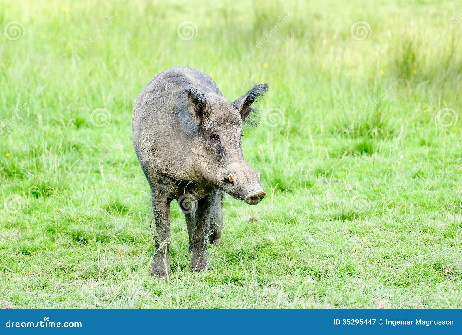 Wild boar stock image. Image of frontal, biology, beast - 35295447