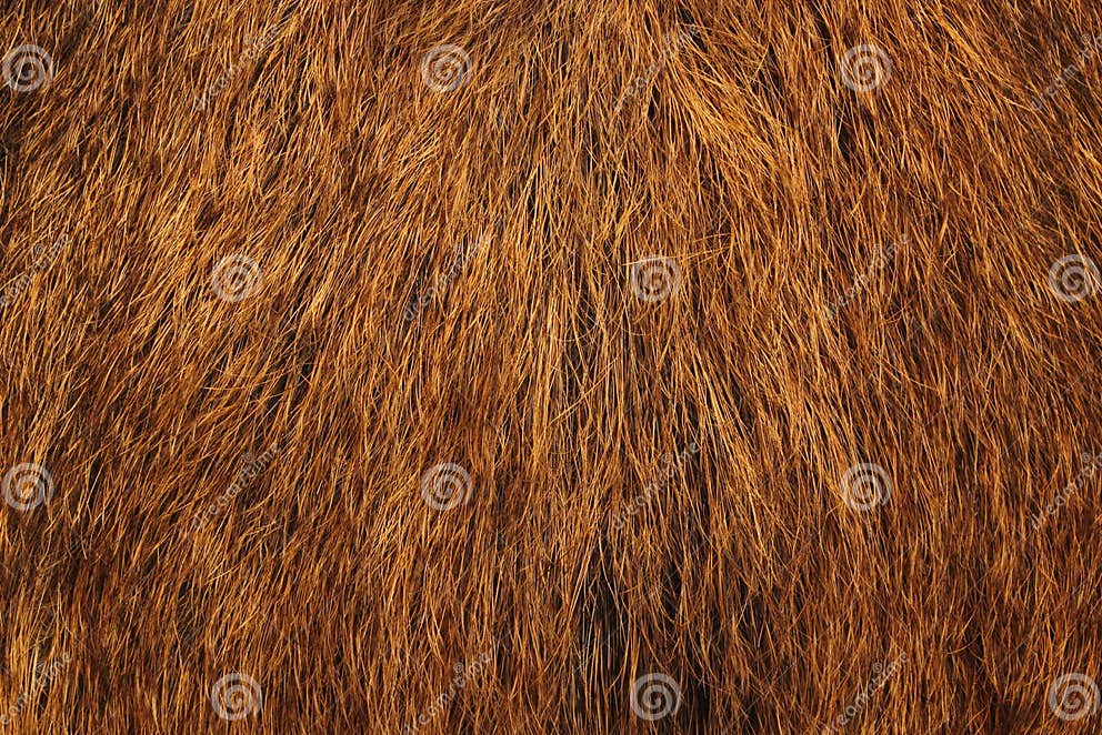 Wild boar fur stock photo. Image of animal, color, wildlife - 25127648