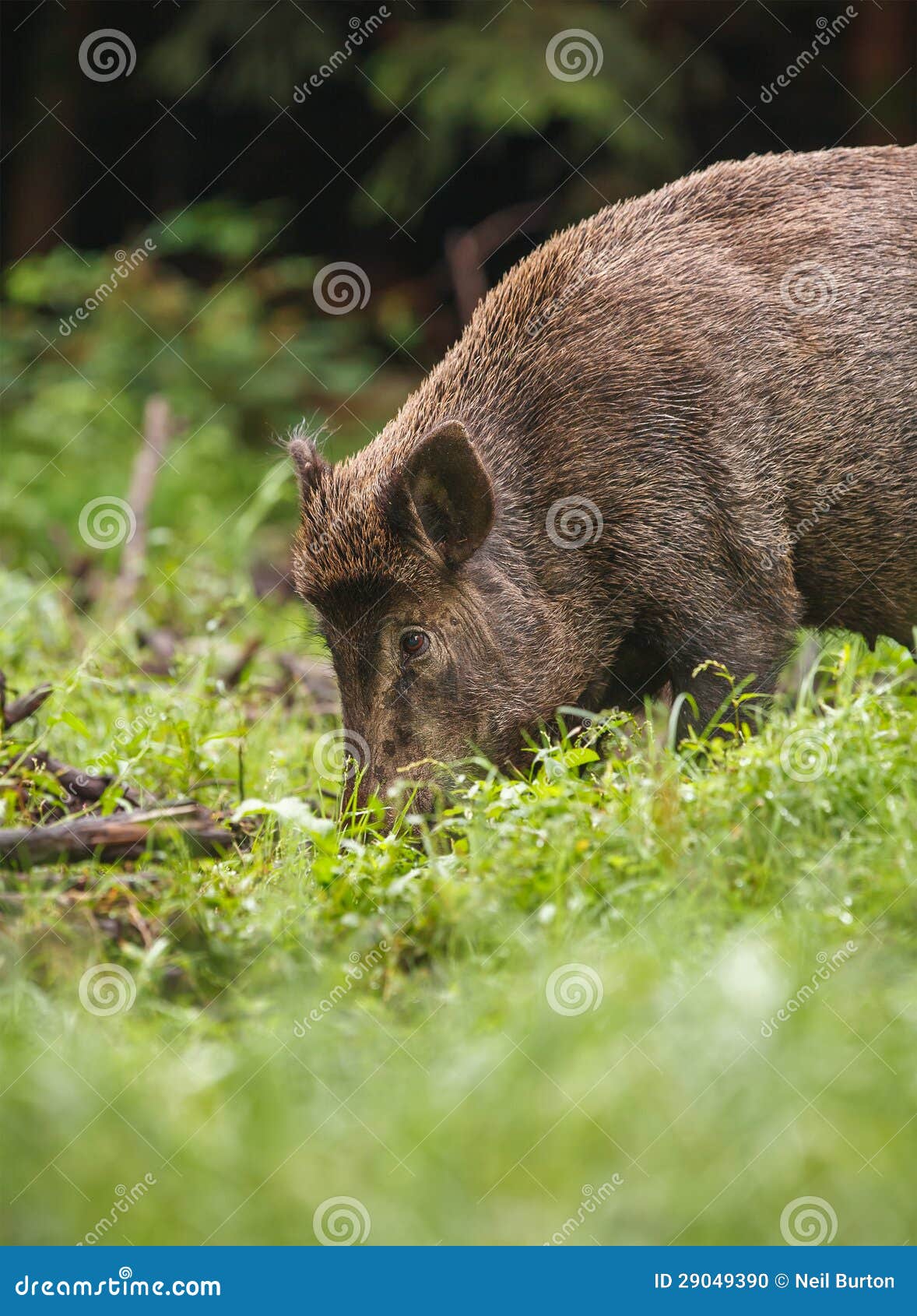 Wild Boar in Grazing on Fresh Spring Greens Stock Photo - Image of ...