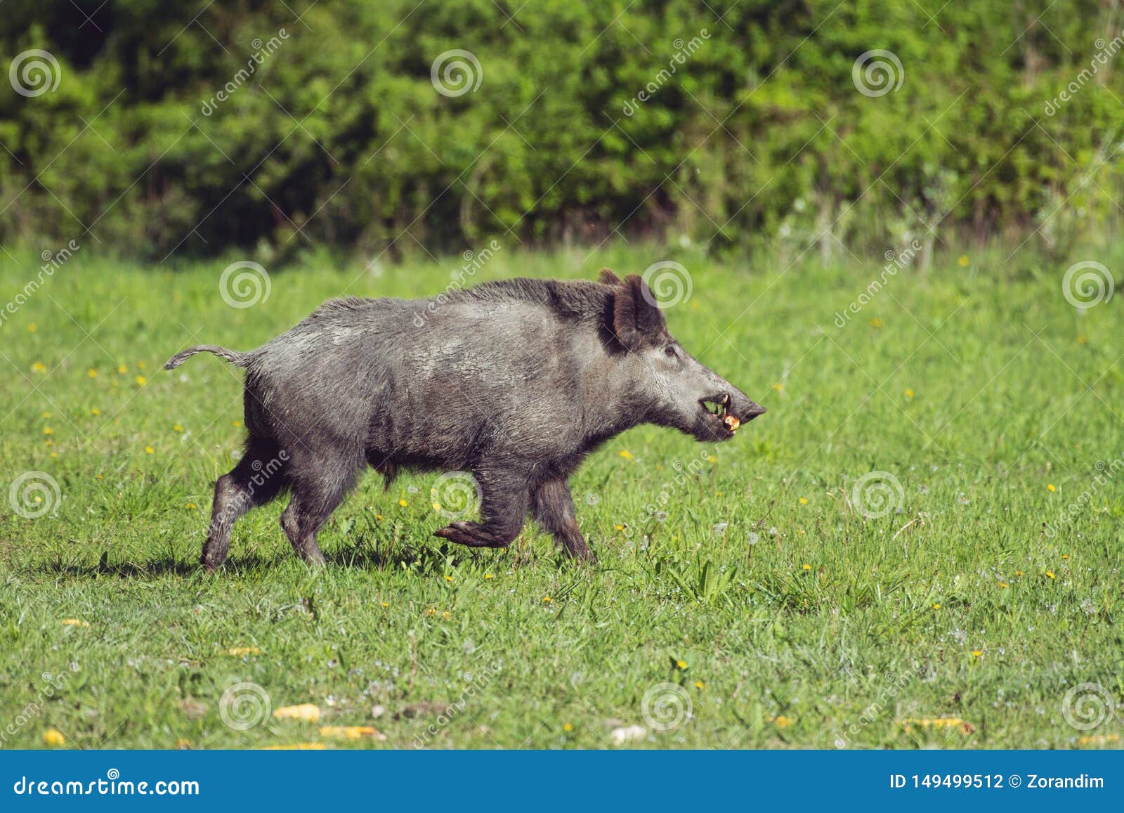 Wild boar in green grass stock photo. Image of green - 149499512