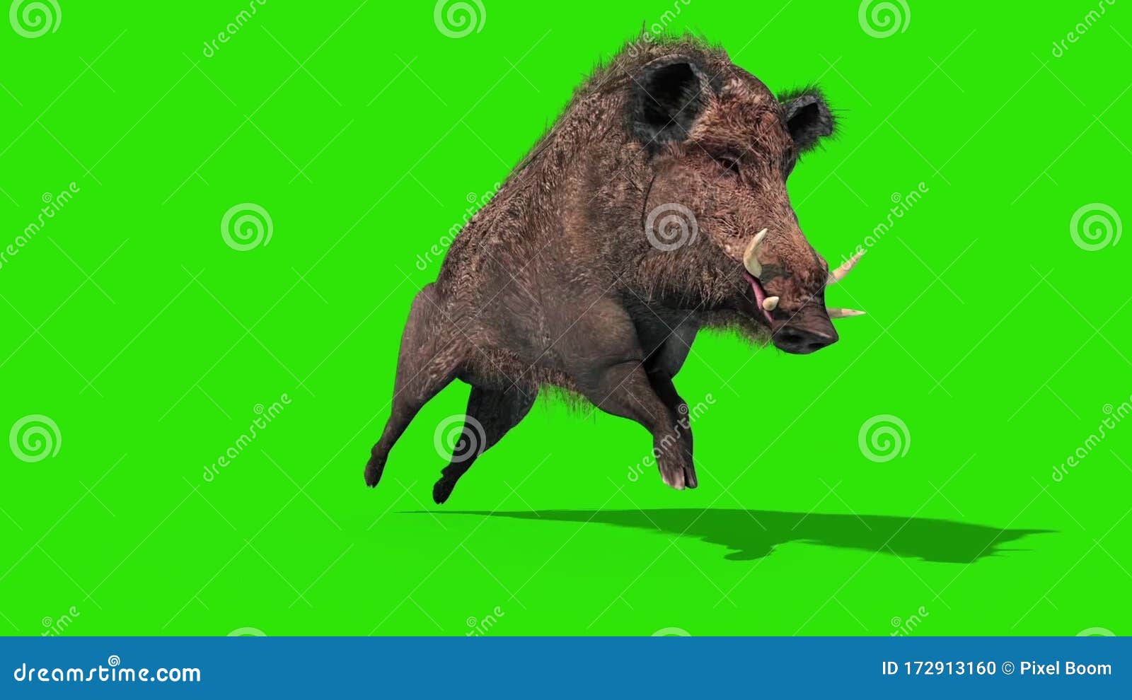 Wild Boar Green Screen Run Stock Footage & Videos - 11 Stock Videos